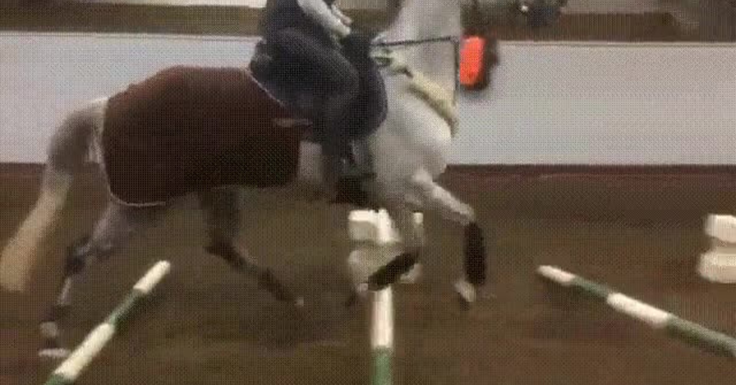 ¡Vaya GIF! / Este caballo aún tiene que entrenar mucho para competir