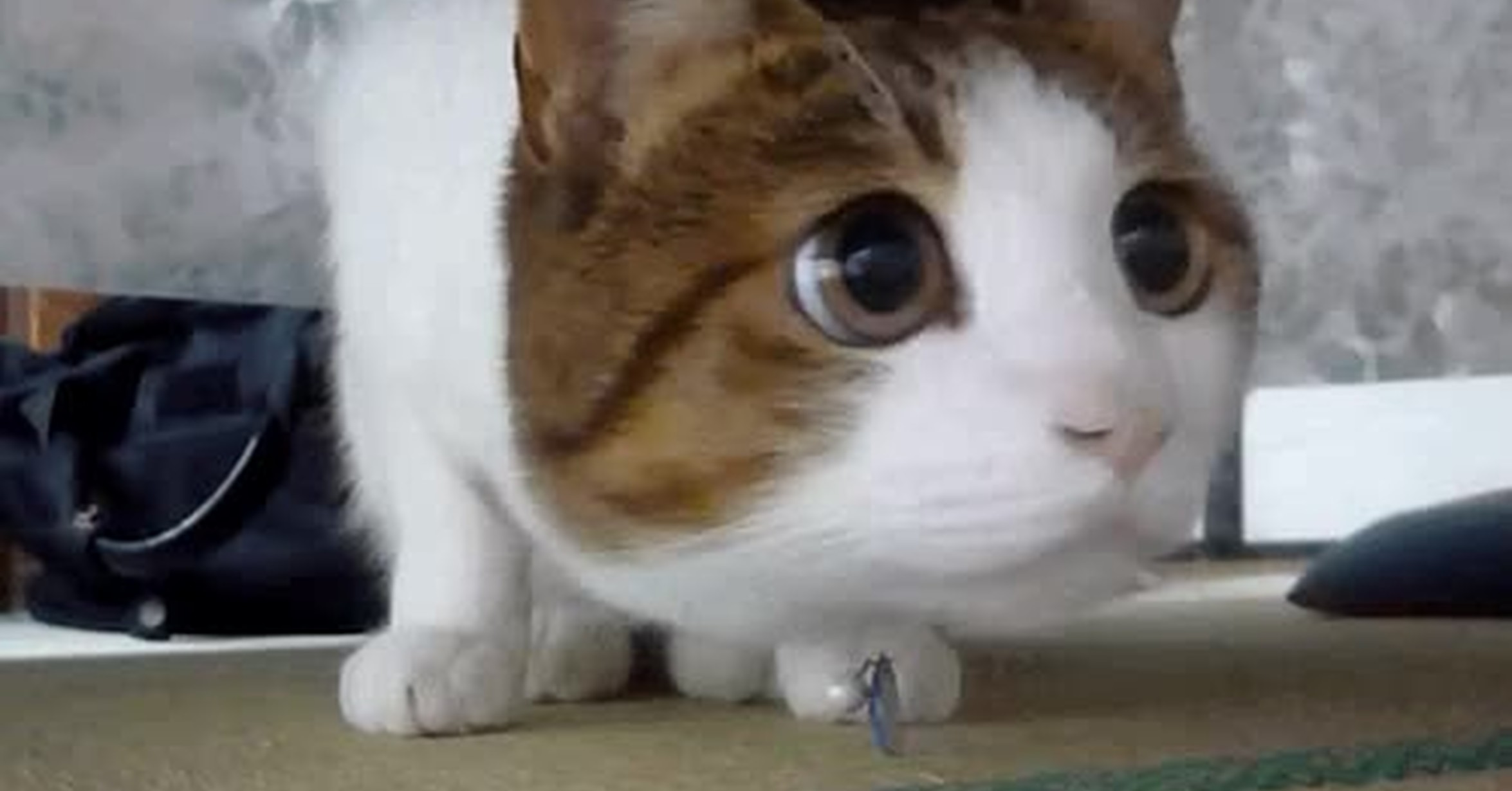 ¡Vaya GIF! / Mueve el cursor del mouse para que parezca que lo siga con ...