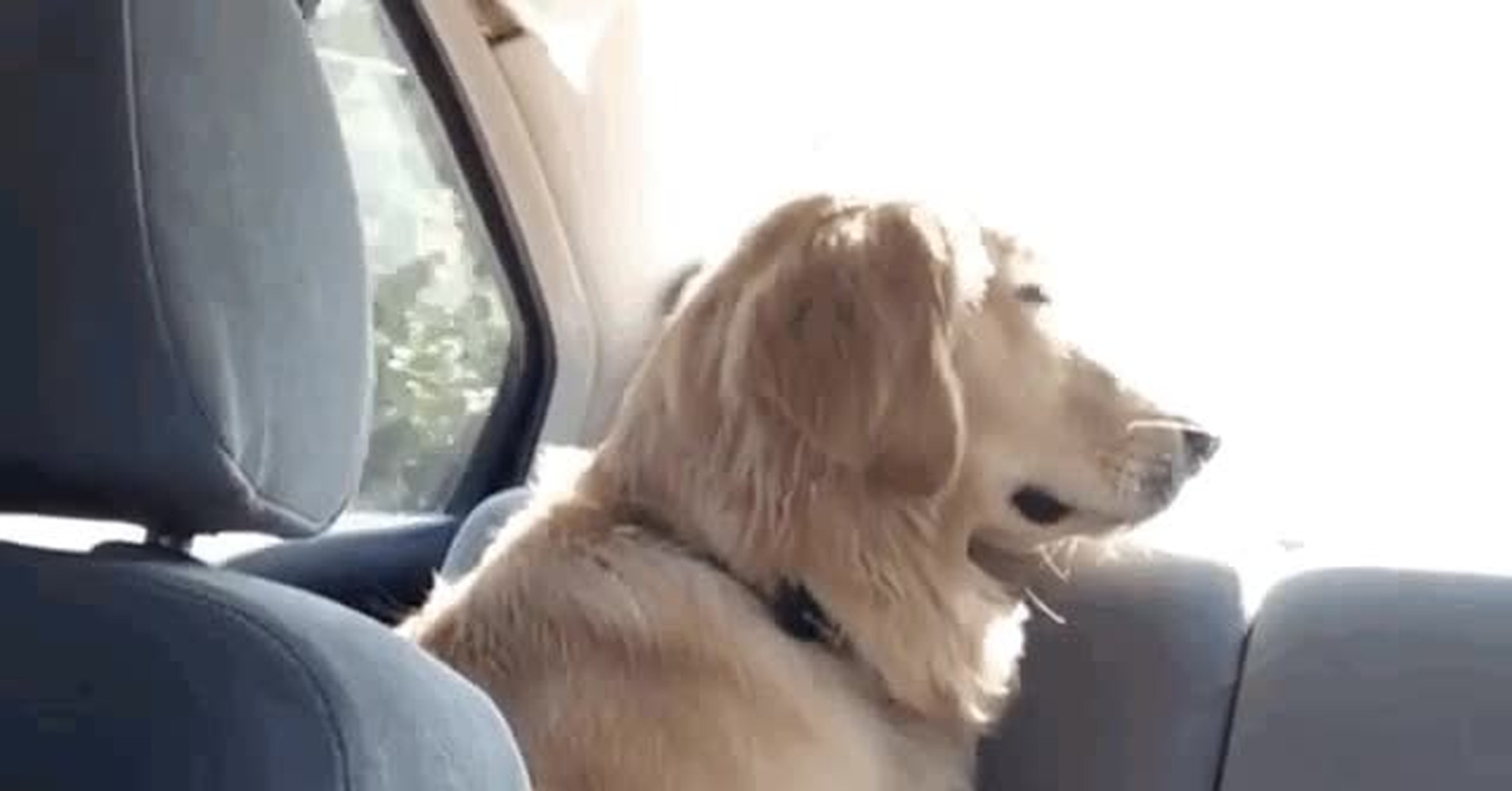 ¡Vaya GIF! / Perros que están tristes porque la excursión ha terminado ...