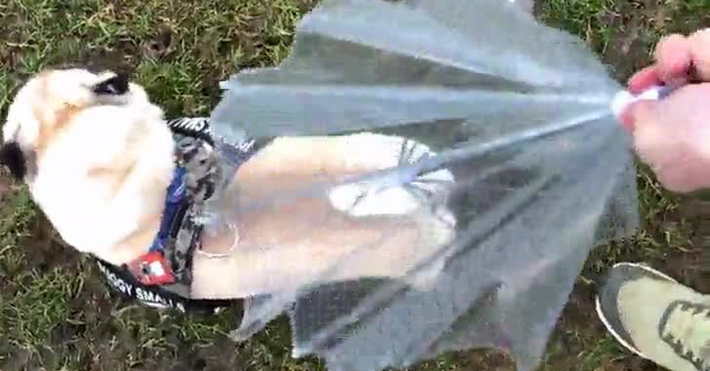 ¡Vaya GIF! / Paraguas para perros. Creo que ya lo he visto todo en esta ...