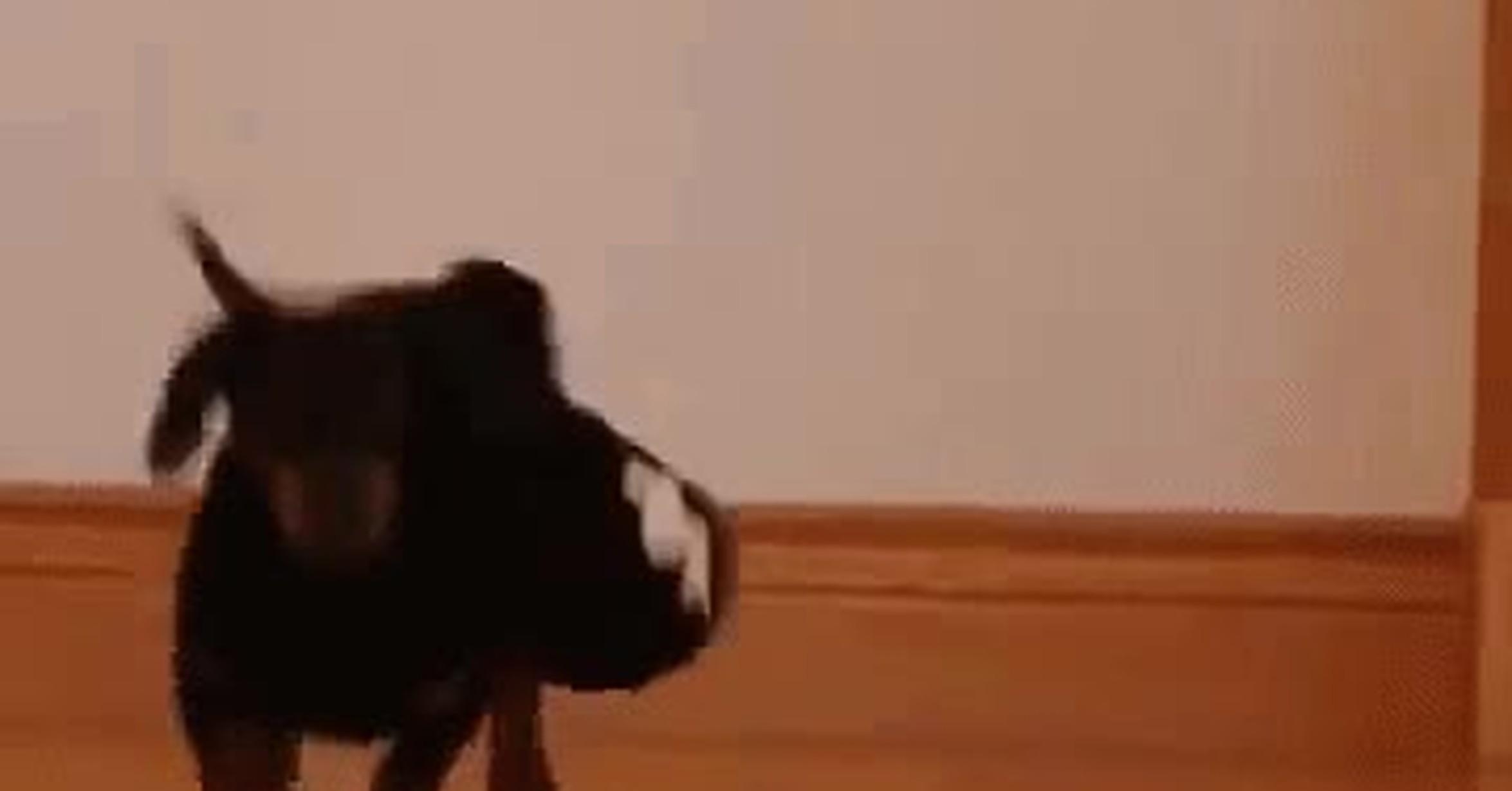 ¡Vaya GIF! / Perros jugando a policías y ladrones