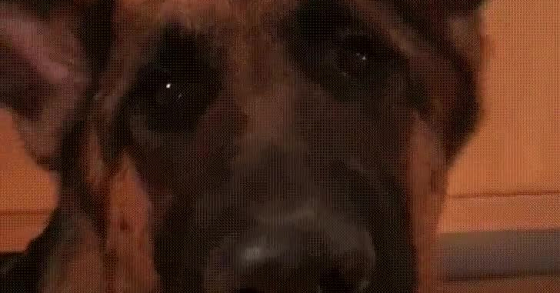 ¡Vaya GIF! / Si lo intenta con más ganas este perro saldrá volando en ...