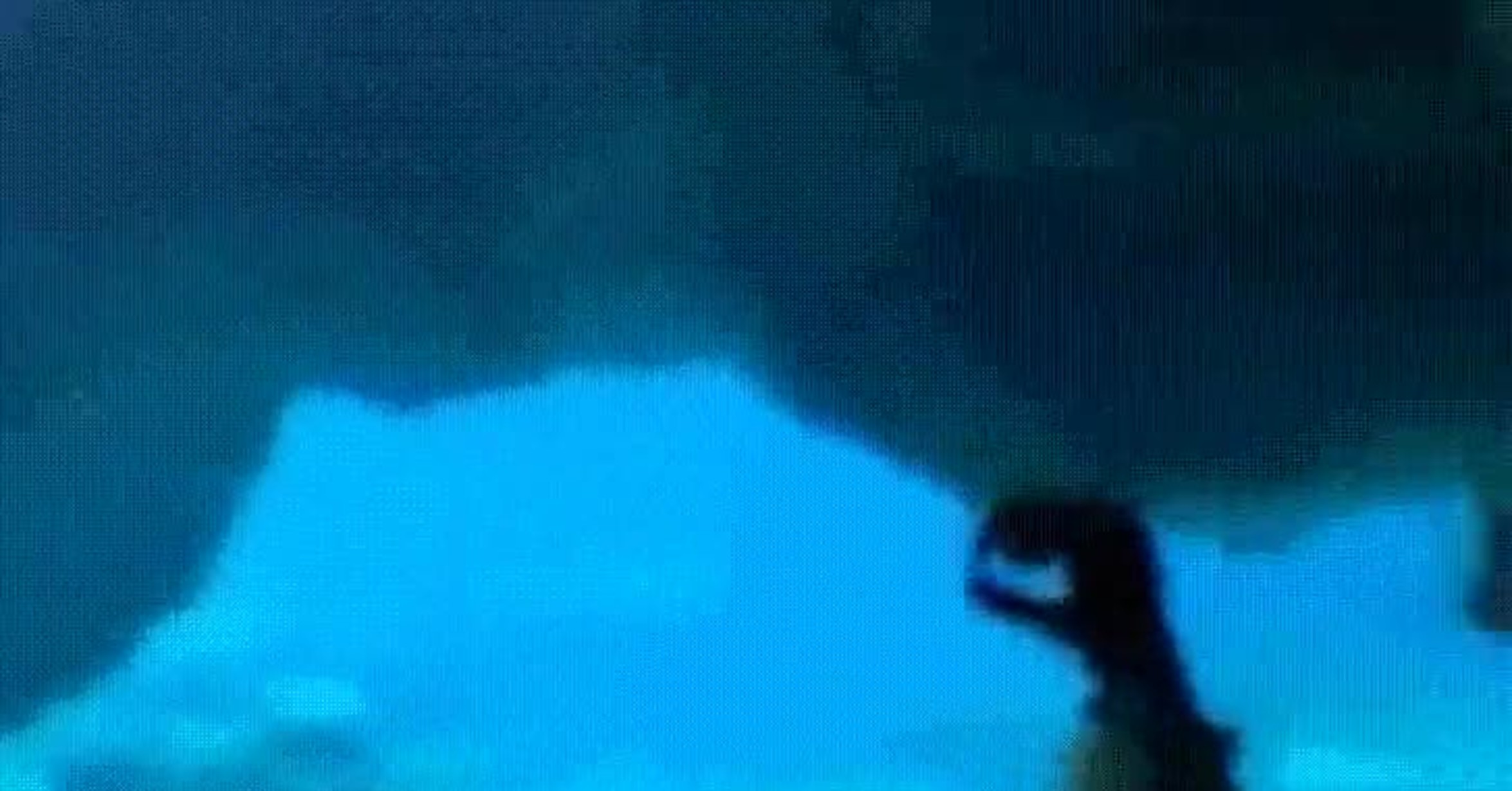 ¡Vaya GIF! / Un delfín parándose para observar alucinado el brazo ...