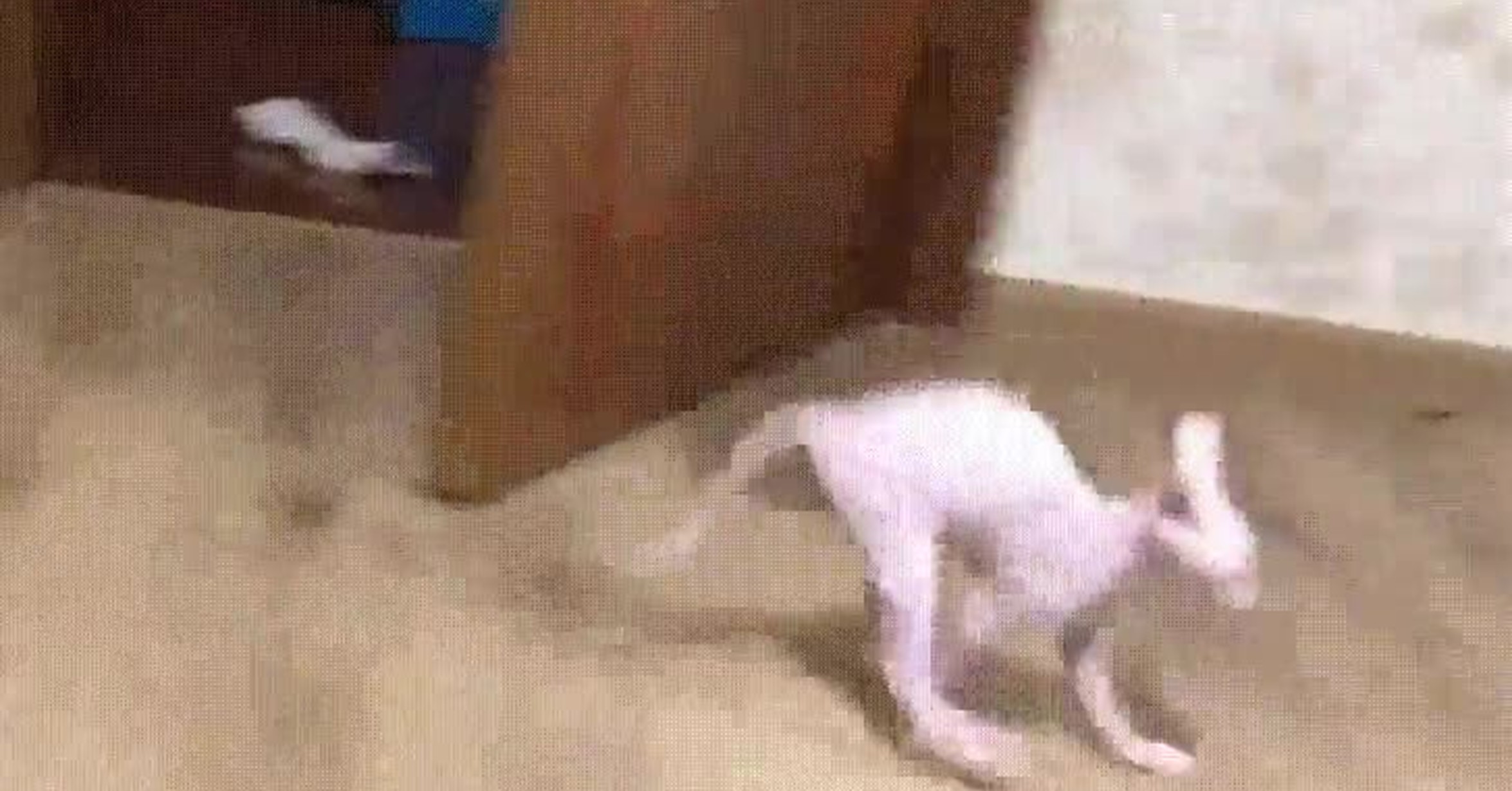 ¡Vaya GIF! / Espejito espejito ¿quién es el gato más guapo? ¡Vaya GIF! / Espejito espejito ¿quién es el gato más guapo?