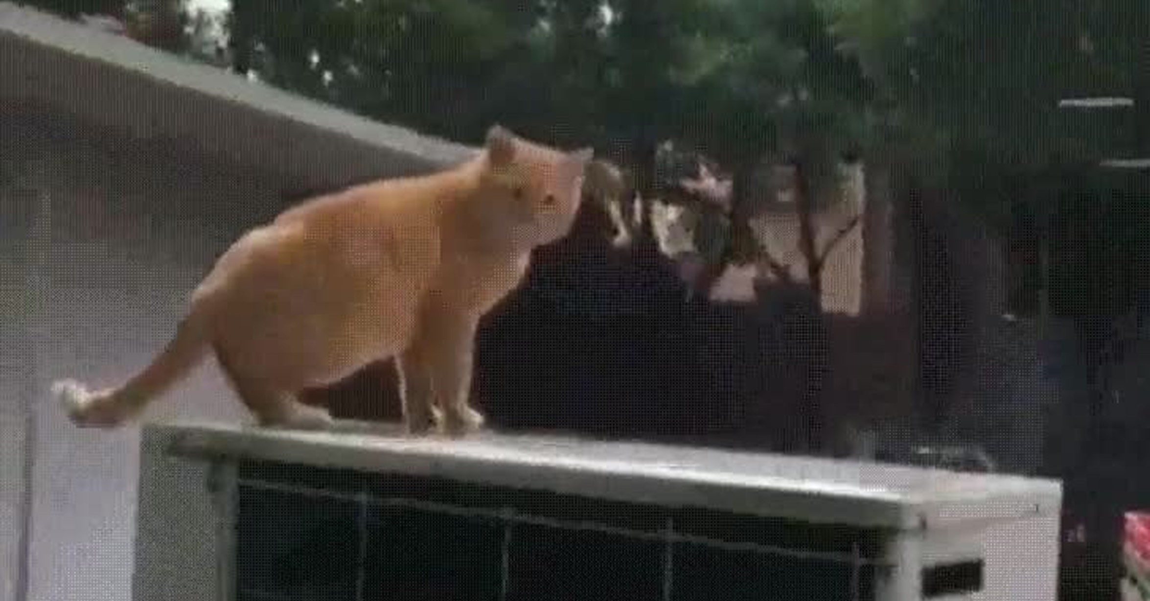 ¡Vaya GIF! / Hay saltos gatunos que realmente dan mucha lástima