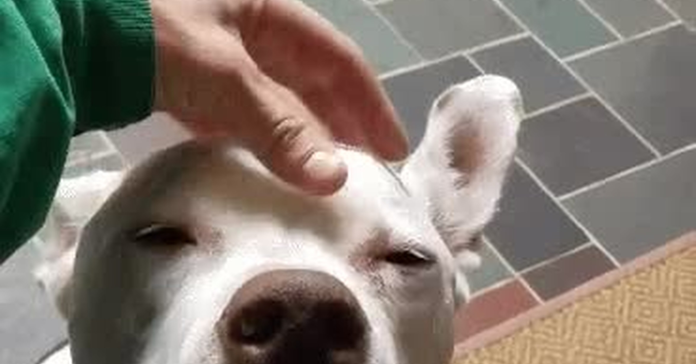 ¡Vaya GIF! / Tu cara cuando te rascan justo en el punto exacto