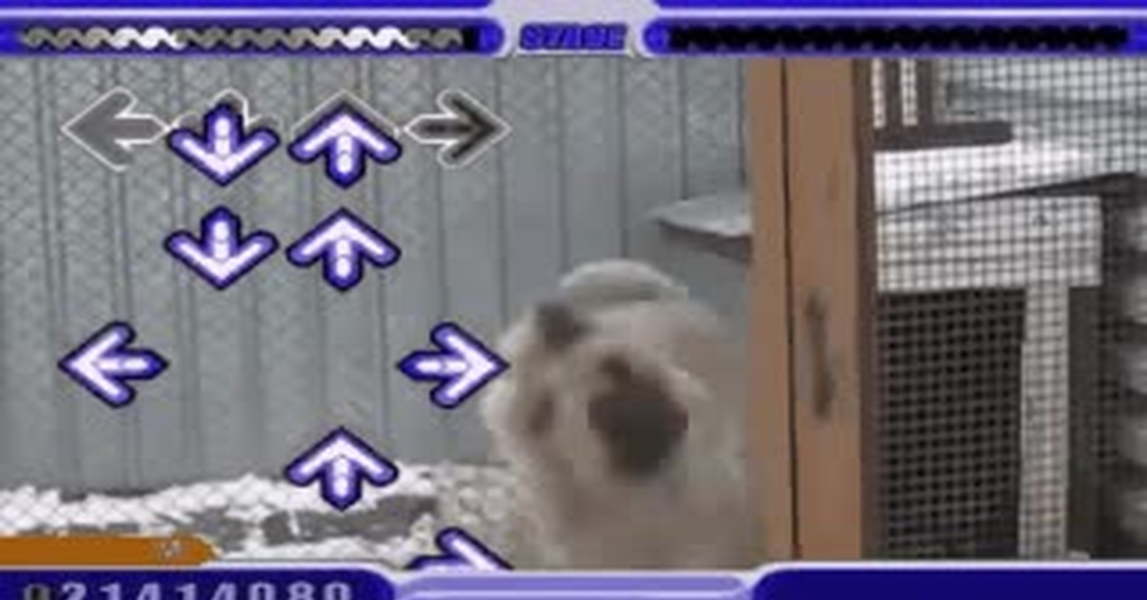 ¡Vaya GIF! / Perros jugando al DDR