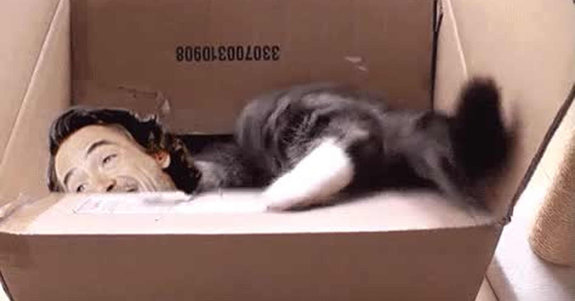 ¡Vaya GIF! / Robert Meow-ney Jr