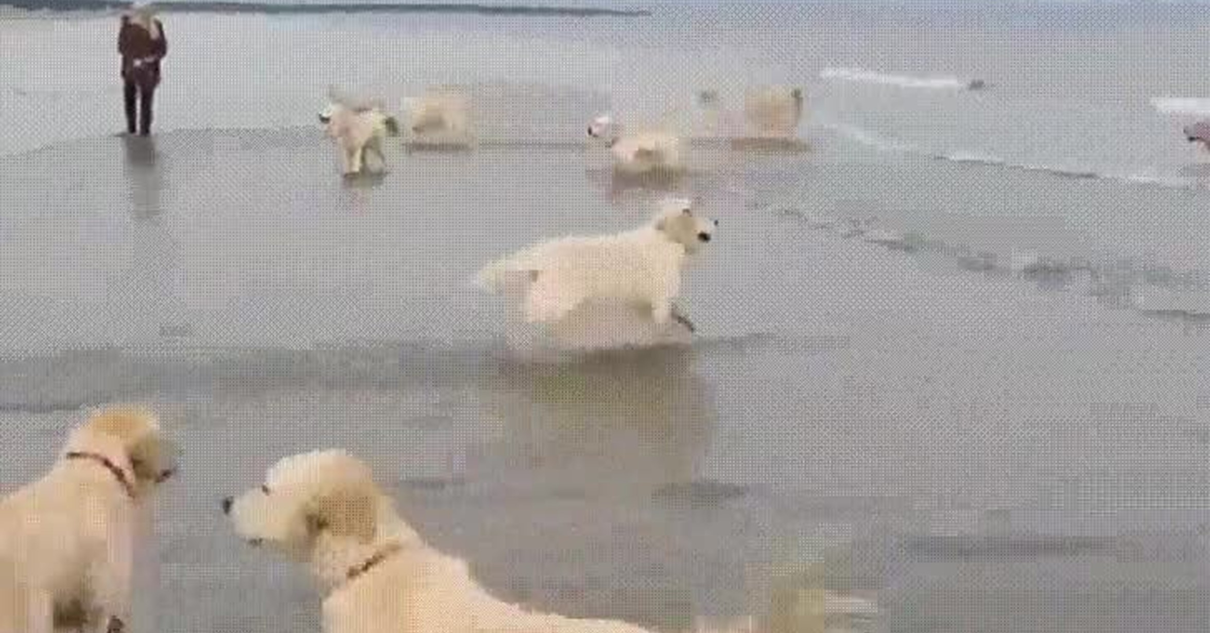 ¡Vaya GIF! / Todos los perros lo pasan bien en la playa. Especialmente ...