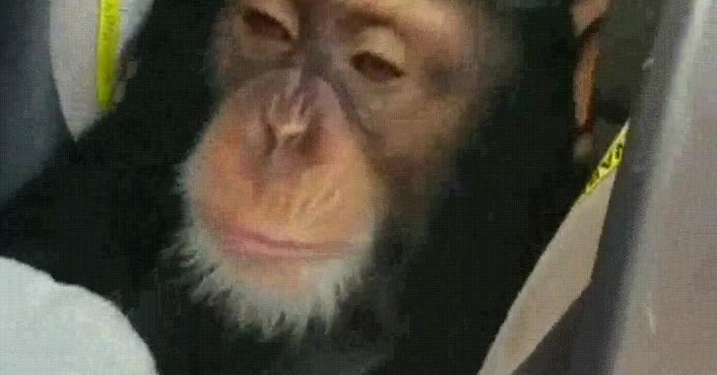 ¡Vaya GIF! / Chimpancés con ganas de escuchar heavy metal