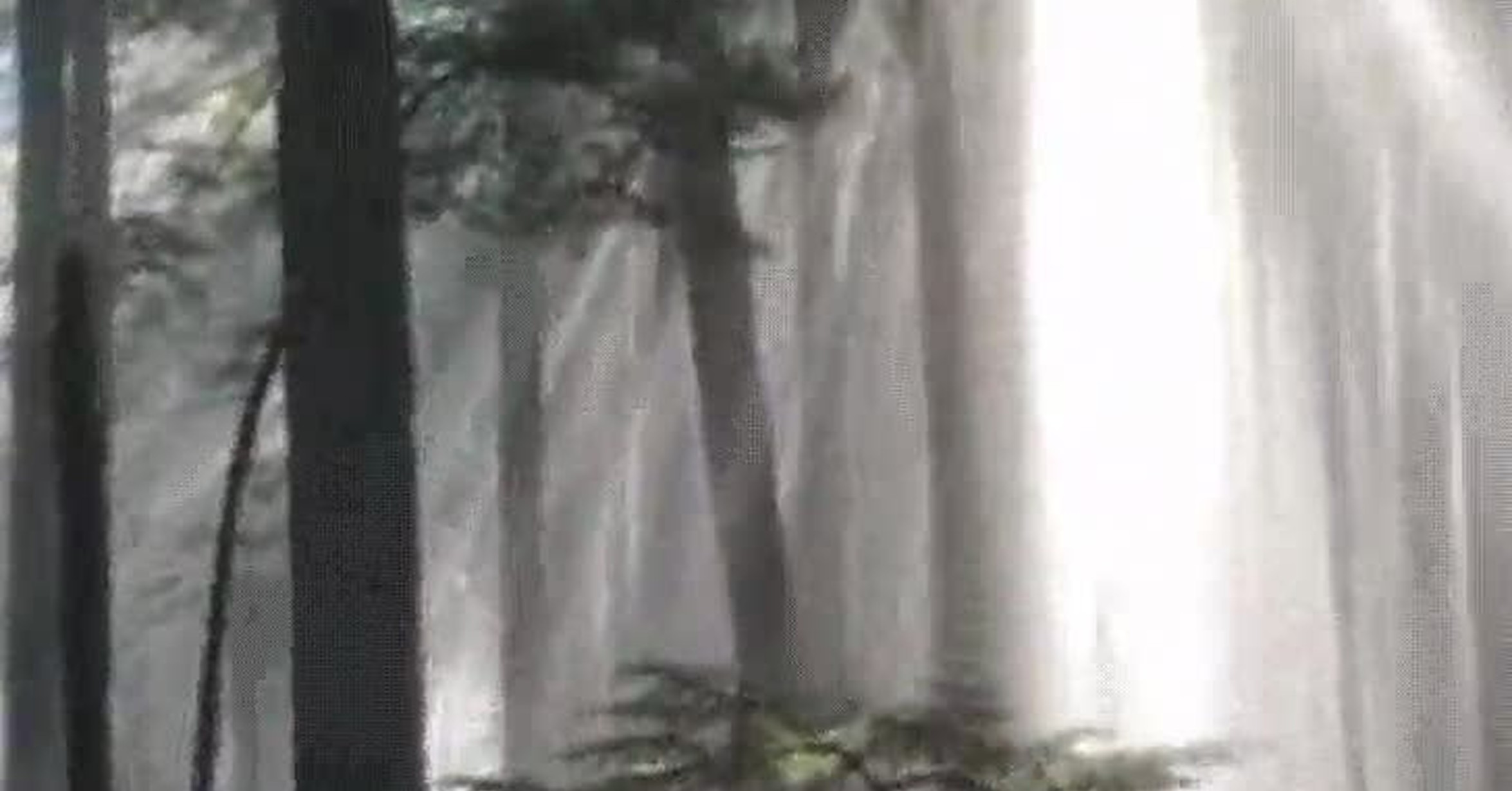 ¡Vaya GIF! / Uno de los paisajes más bonitos que puedes ver en un bosque