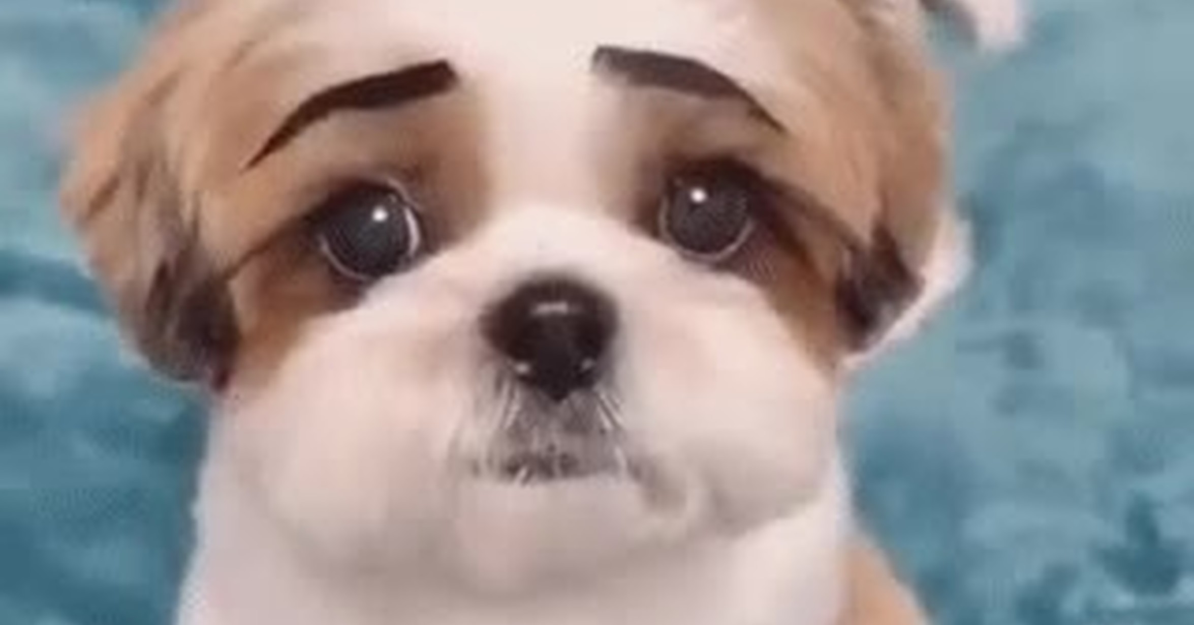 ¡Vaya GIF! / Si los perros tuvieran cejas serían mucho más humanos