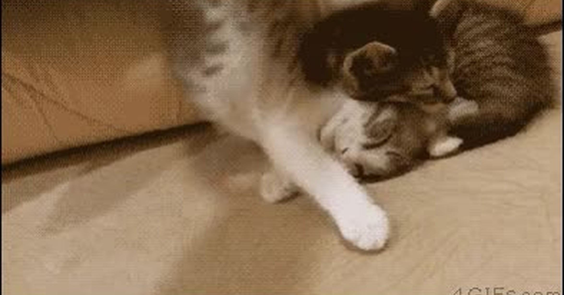 ¡Vaya GIF! / Cuando encuentras la postura más cómoda y no quieres moverte