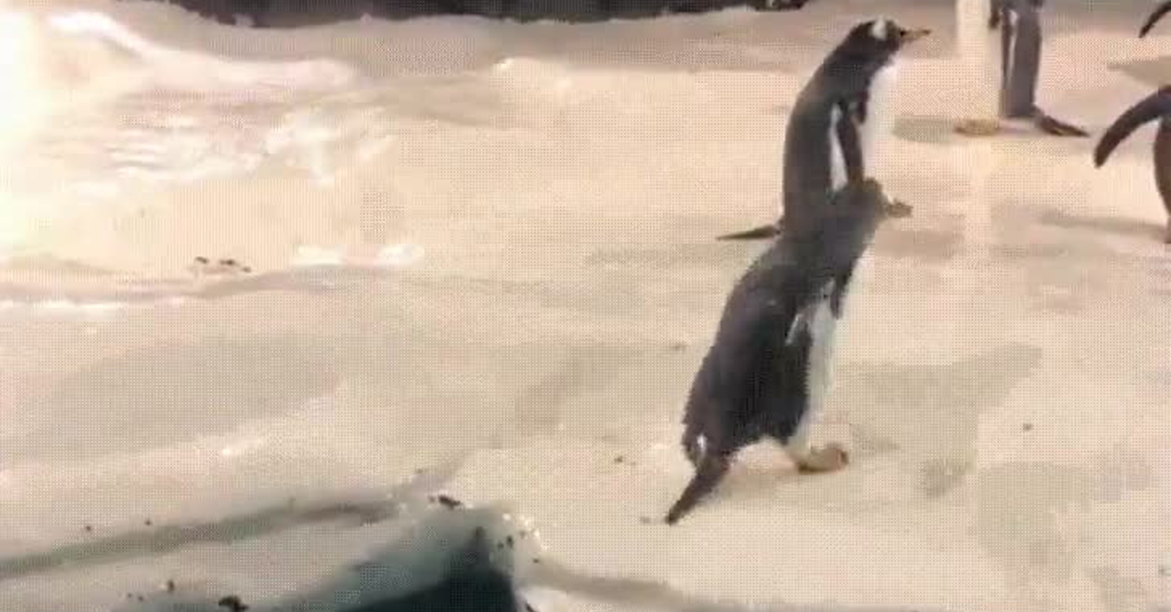 ¡Vaya GIF! / Yo intentando cumplir mis metas en la vida