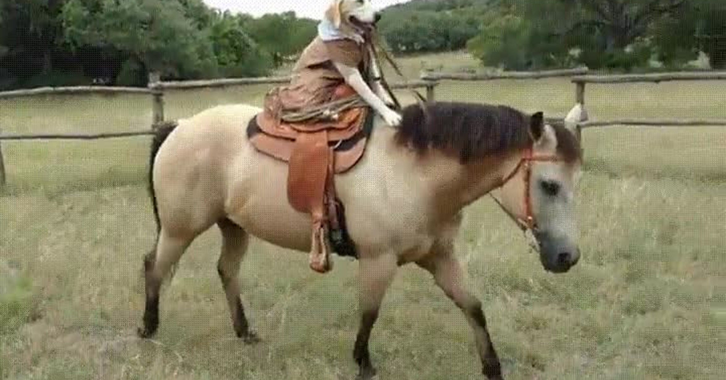 ¡Vaya GIF! / Ojalá tener tanto estilo como este perro montando un caballo