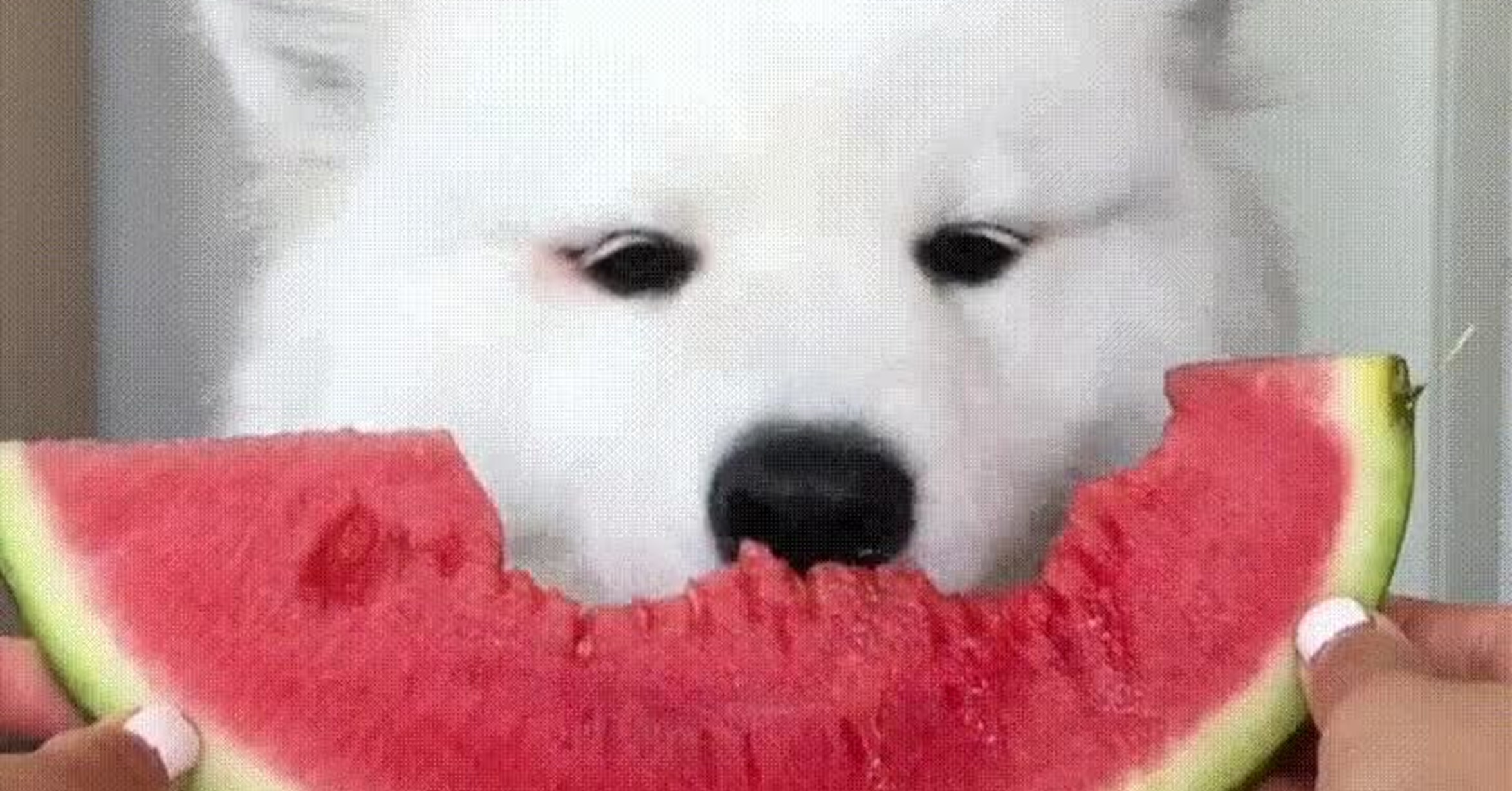 ¡Vaya GIF! / La mejor fruta que puedes comer en verano