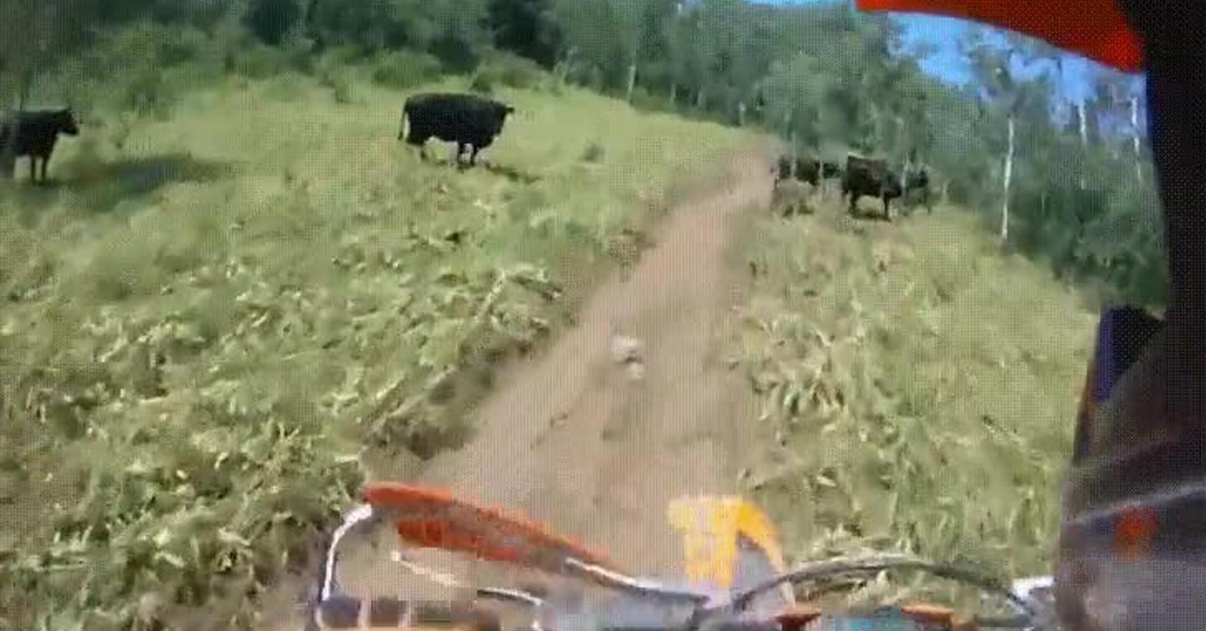 ¡Vaya GIF! / Cuando esquivas vacas sin problema pero los árboles no son ...
