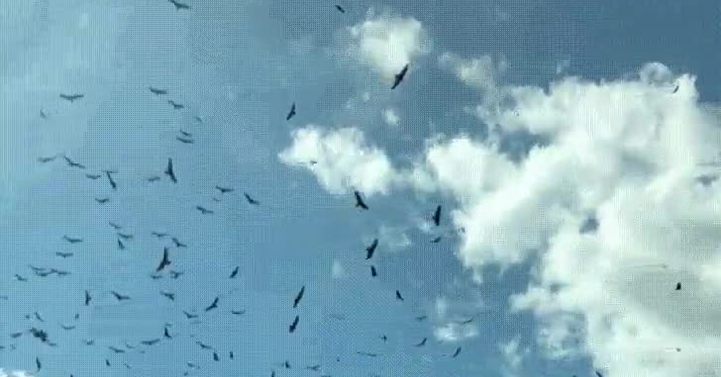 ¡Vaya GIF! / Un fallo en matrix hace que estos pájaros hayan entrado en ...