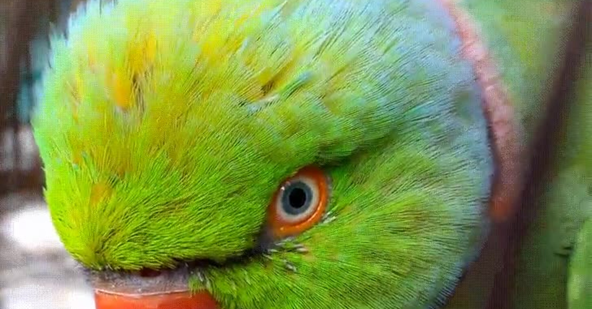 ¡Vaya GIF! / Mirar a los ojos de este loro me produce ansiedad