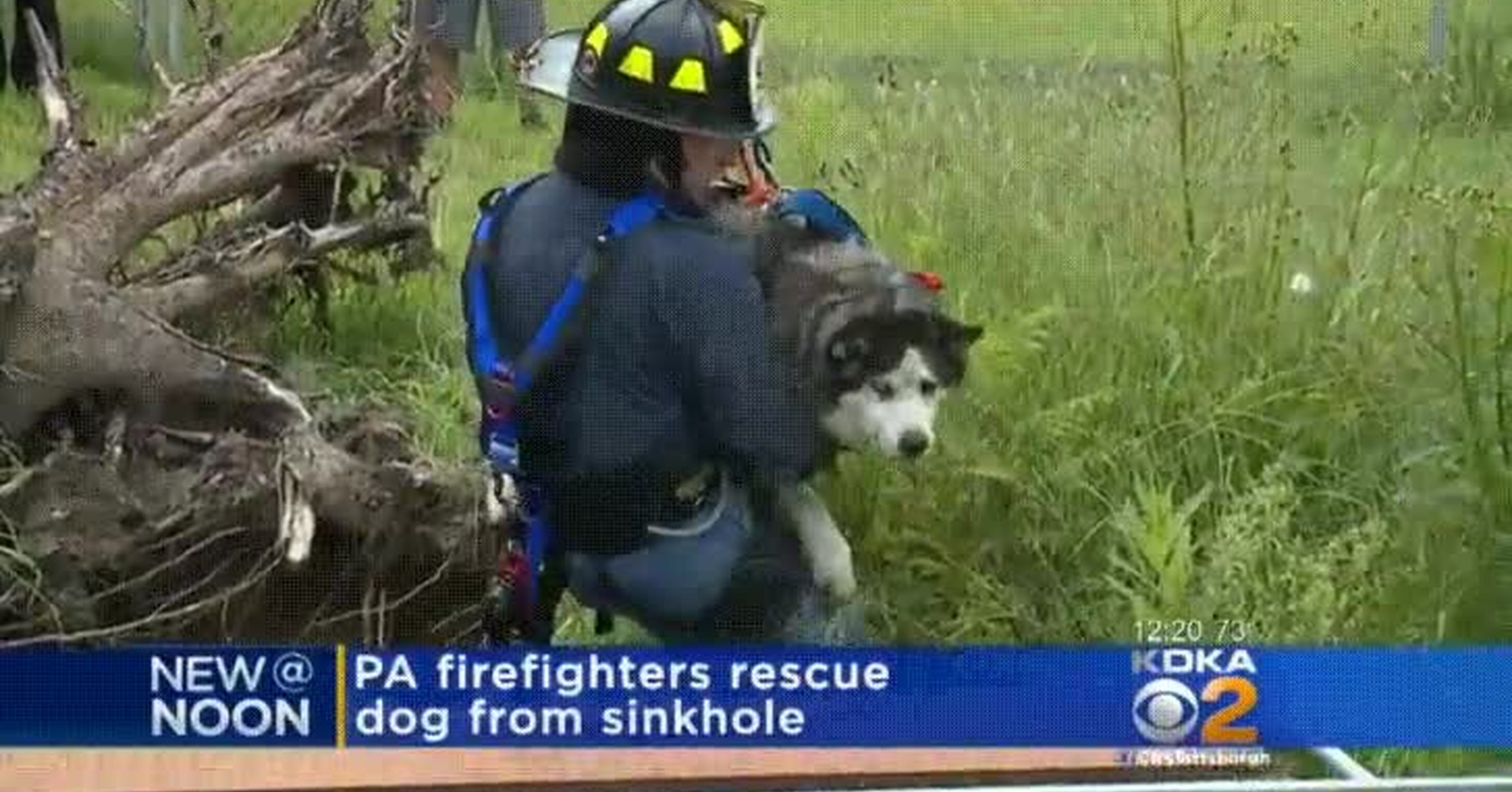 ¡Vaya GIF! / Bombero rescatando a un pobre perro que había quedado atrapado
