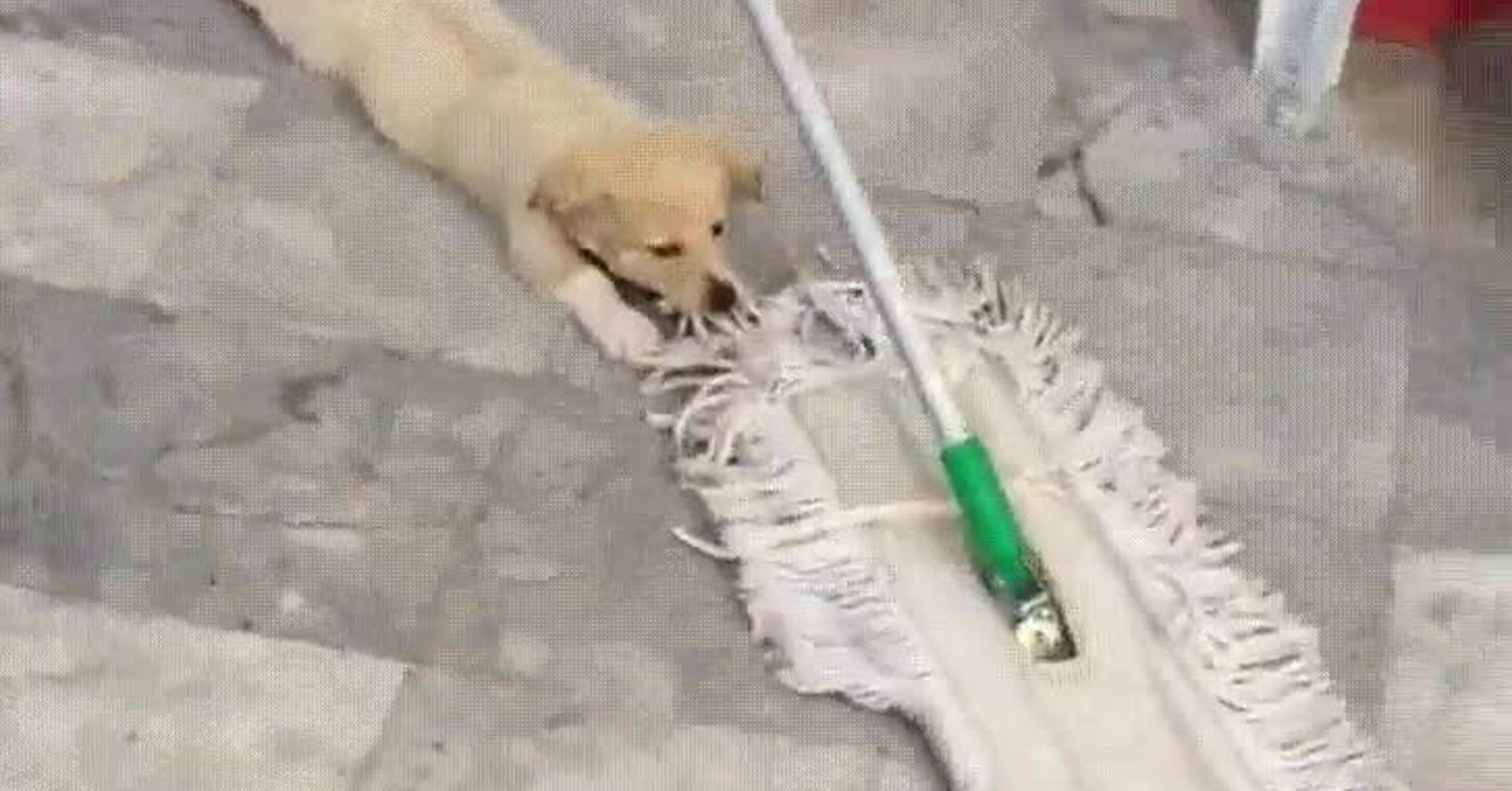 ¡Vaya GIF! / Con este perro es imposible pasar la mopa de forma tranquila