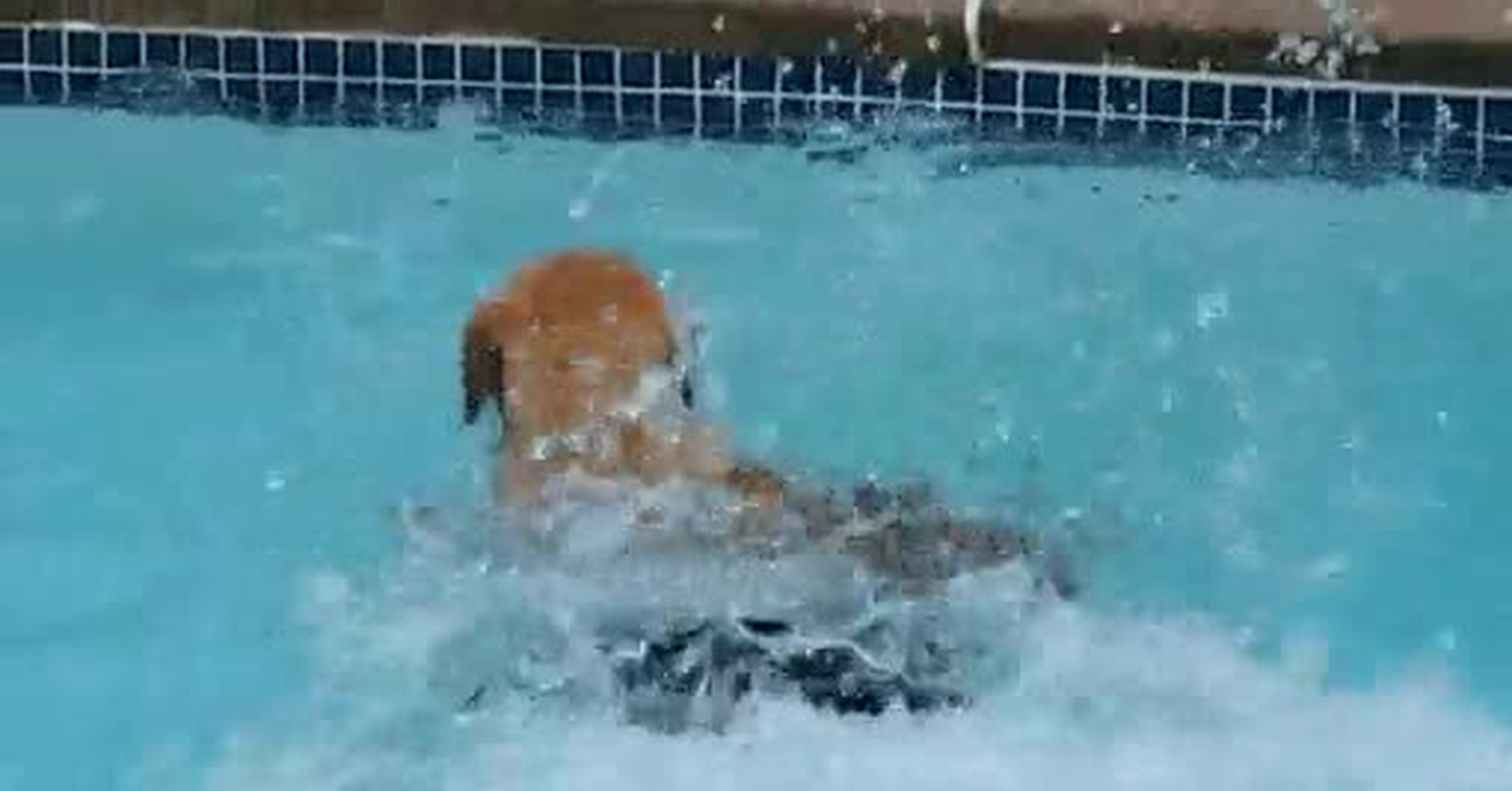 ¡Vaya GIF! / Perro buceando hasta el fondo de la piscina para recuperar ...