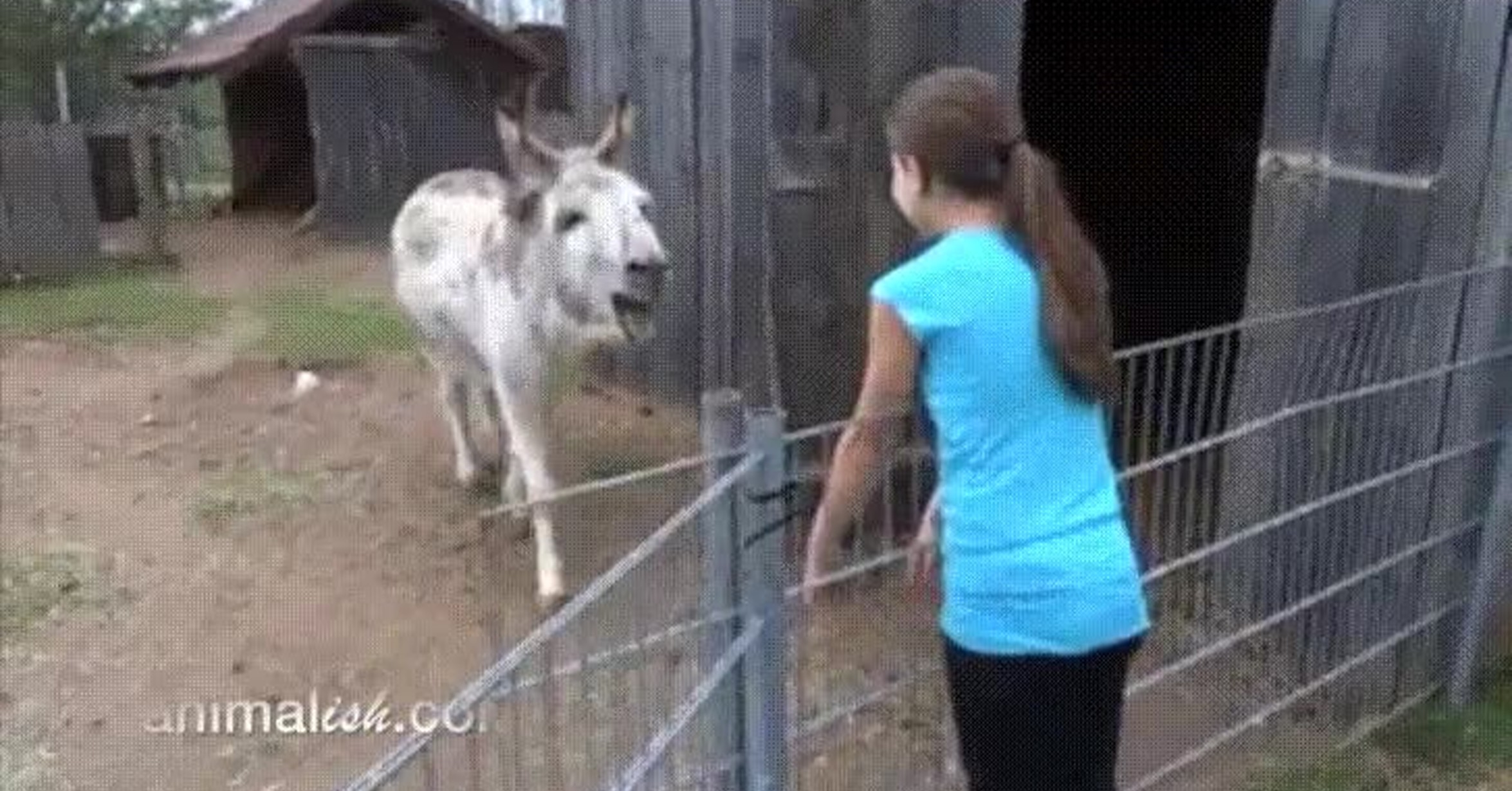 ¡Vaya GIF! / El reencuentro de mr. Burro con su mejor amiga