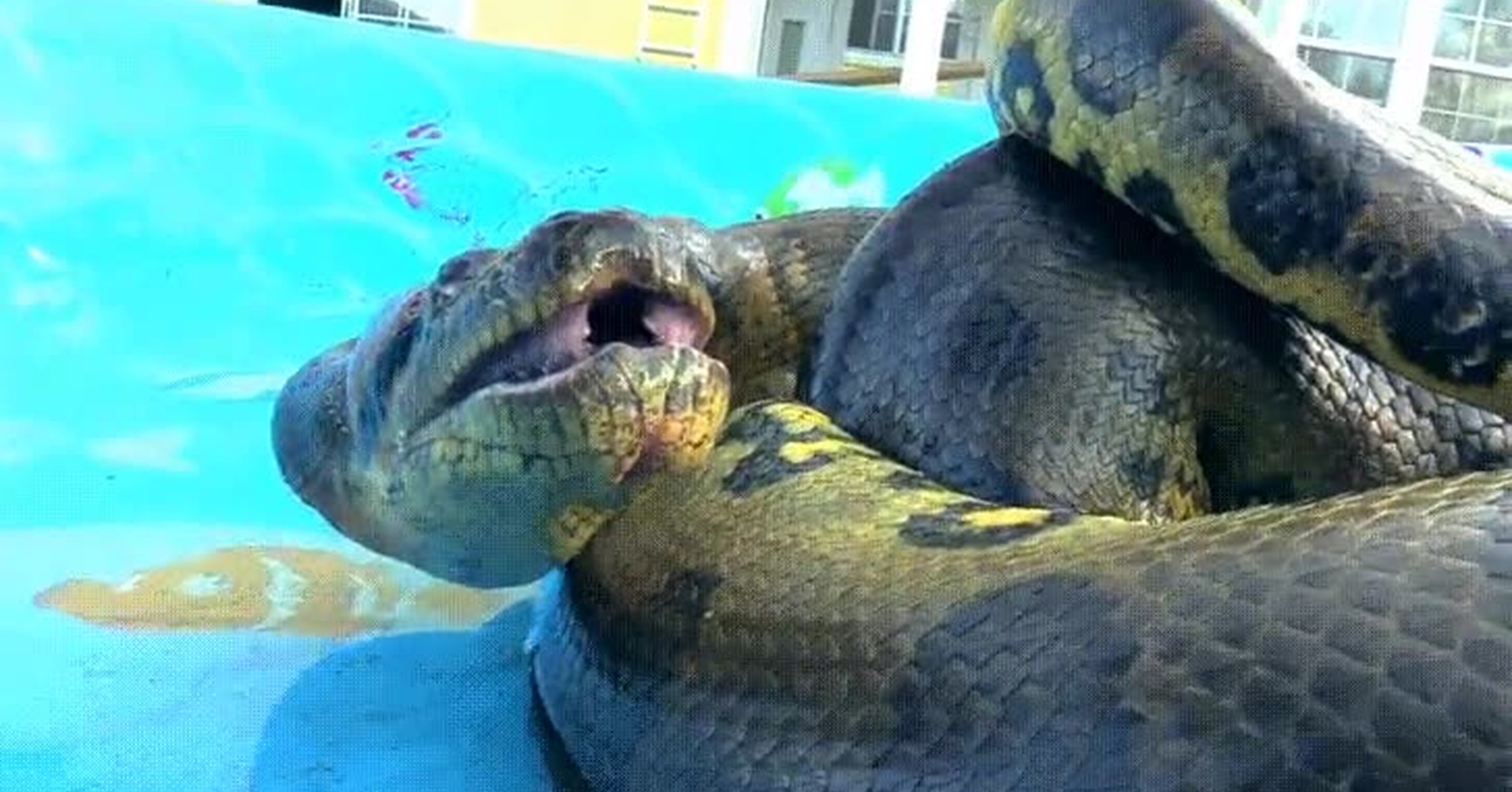 ¡Vaya GIF! / Ver el bostezo de una anaconda es algo que puede dar un ...