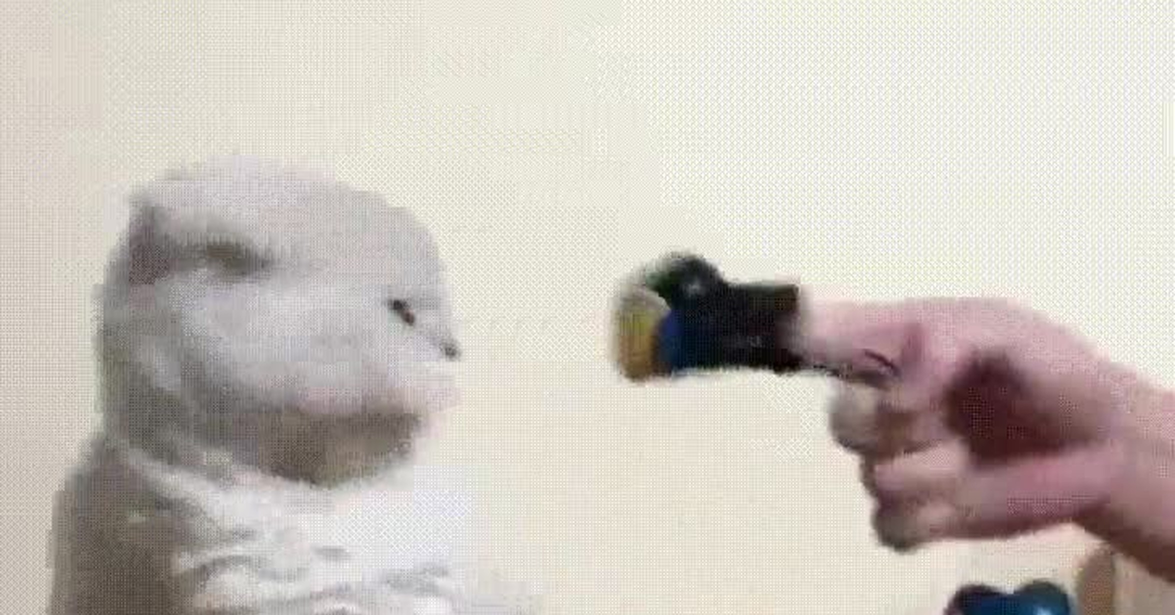 ¡Vaya GIF! / Gatos con un don para el mundo del boxeo