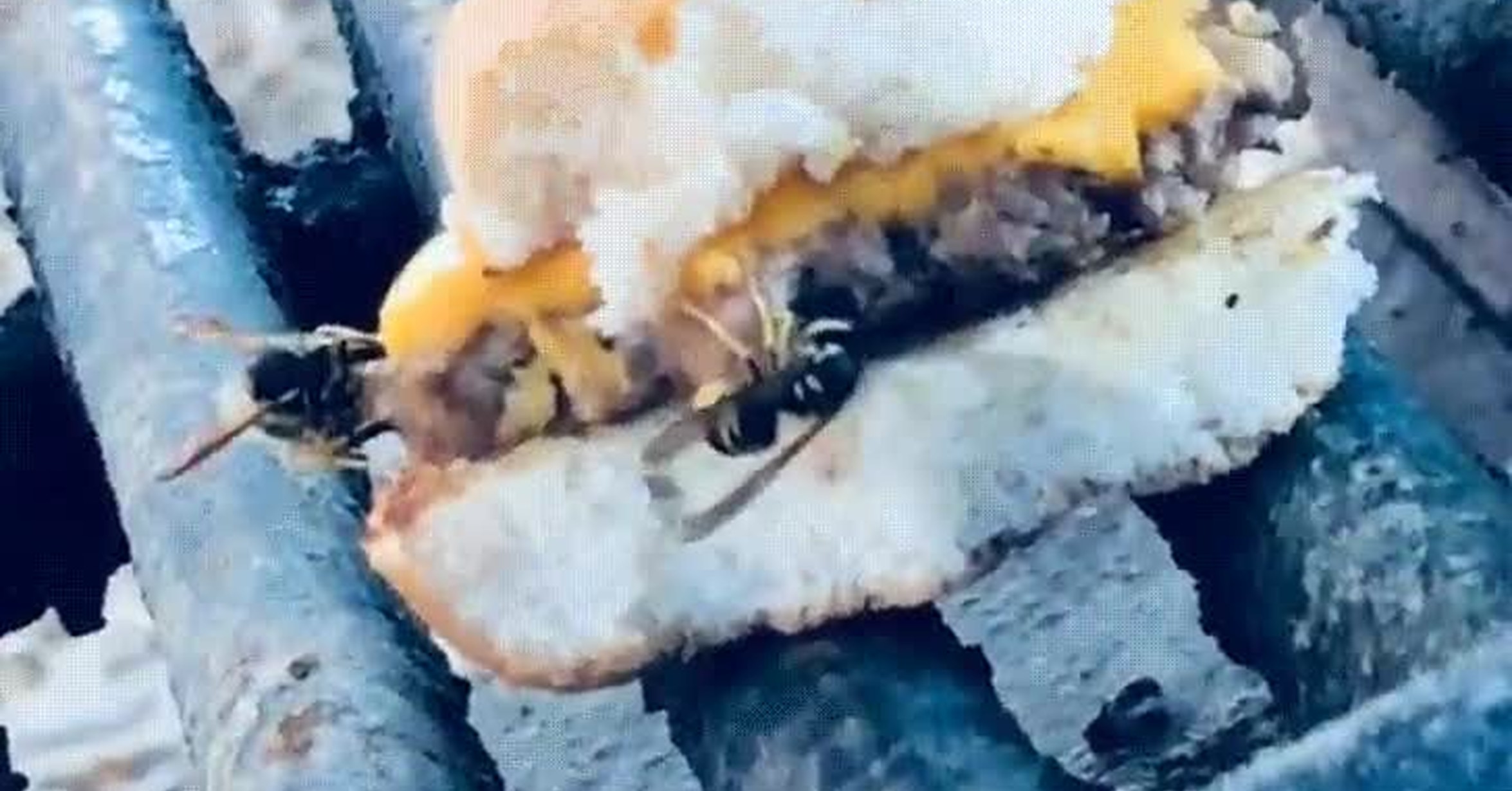 ¡Vaya GIF! / Abejas pegándose un festín