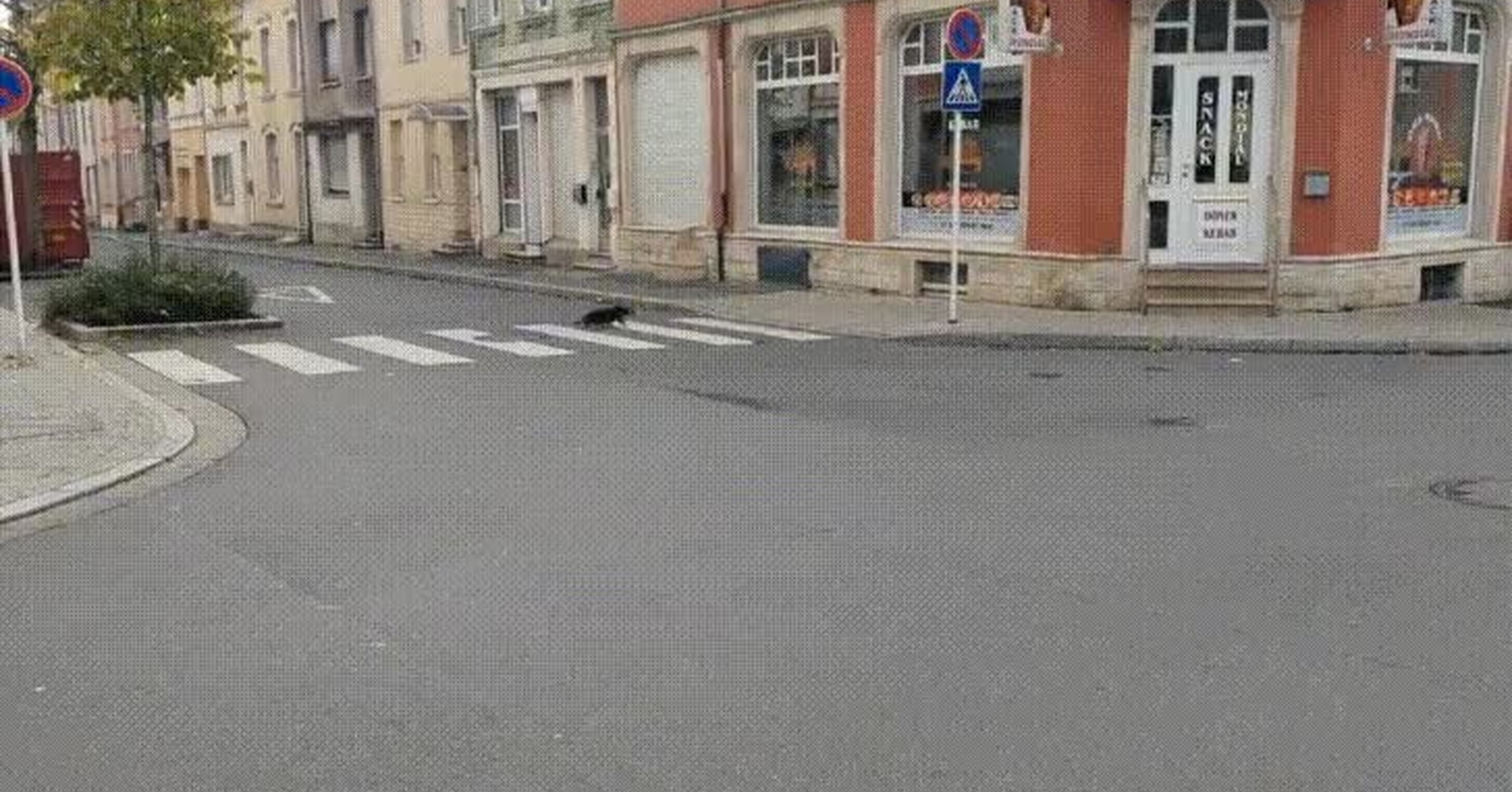 ¡Vaya GIF! / Ratón persiguiendo a un gato. La vergüenza del mundo de ...