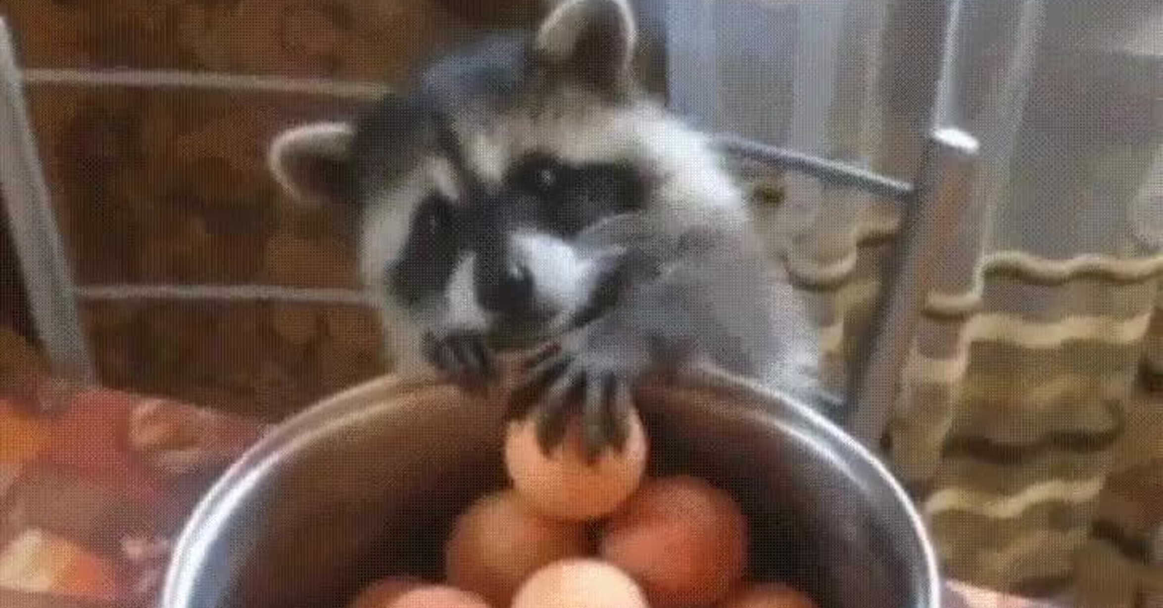 ¡Vaya GIF! / Este es el ladrón que lleva semanas jugando con tus huevos