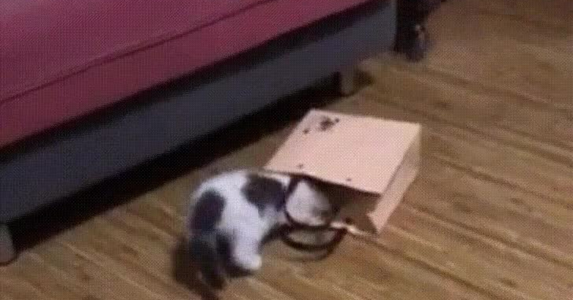 ¡Vaya GIF! / Houdini se ha reencarnado en este gato