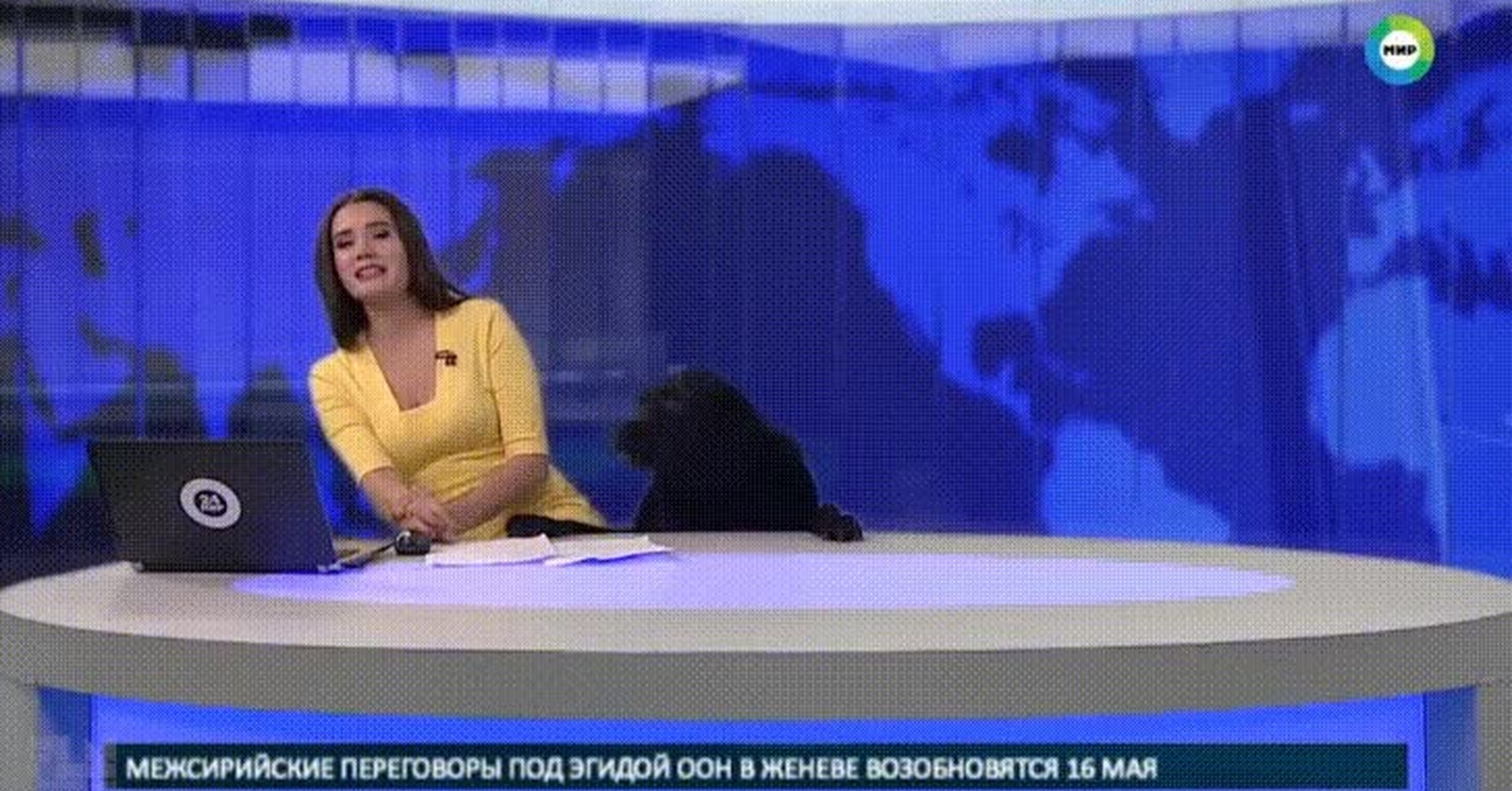 ¡Vaya GIF! / El mejor amigo de esta presentadora se esconde debajo de ...