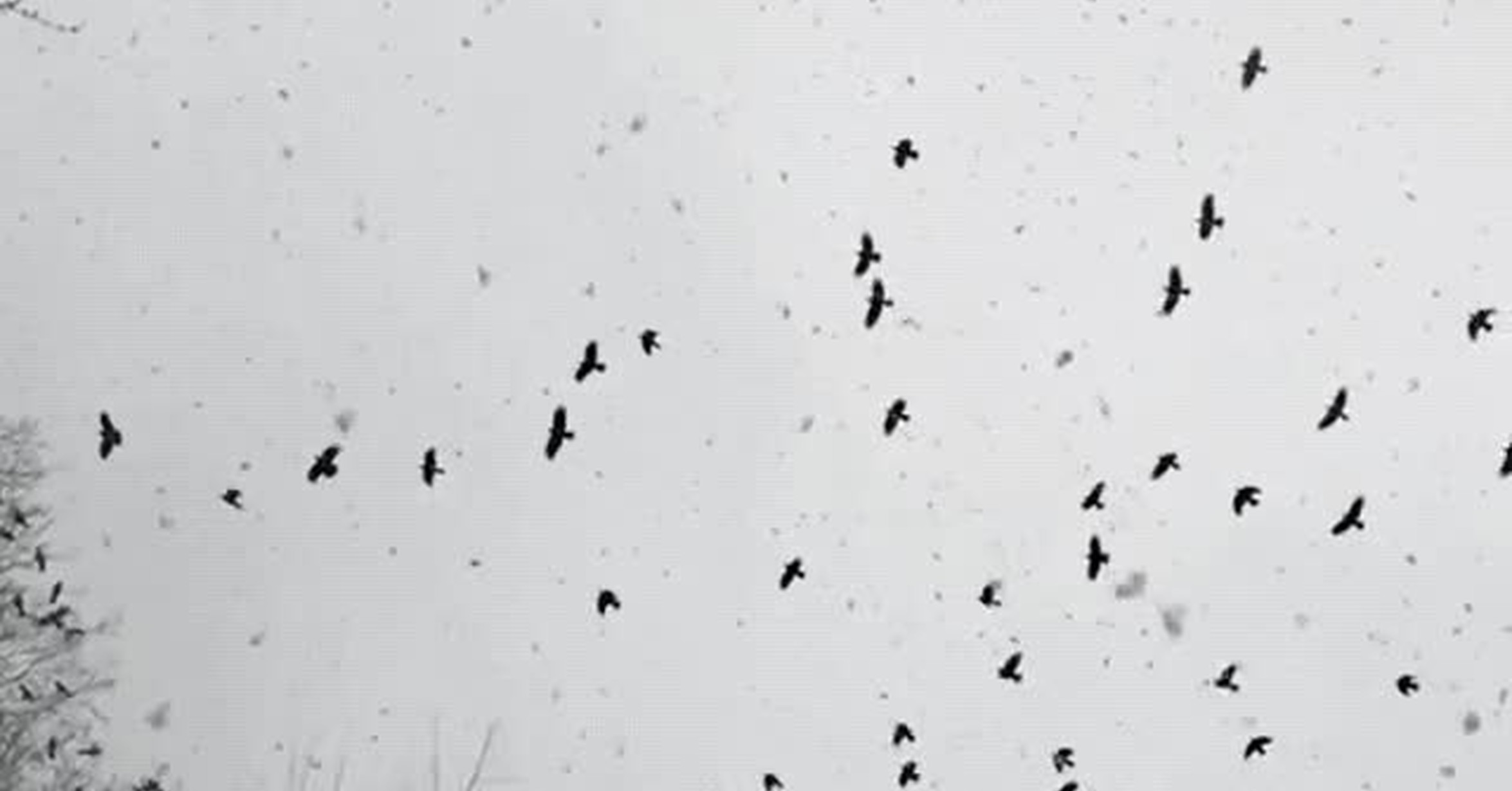 ¡Vaya GIF! / Cuervos volando sobre la nieve