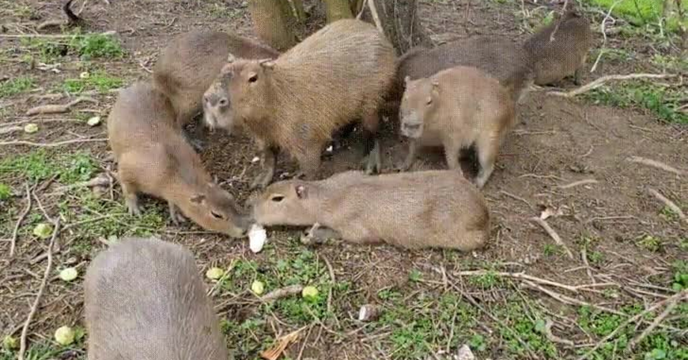 Qu Comen Los Capibara 2020 Donde Vive Como Nace