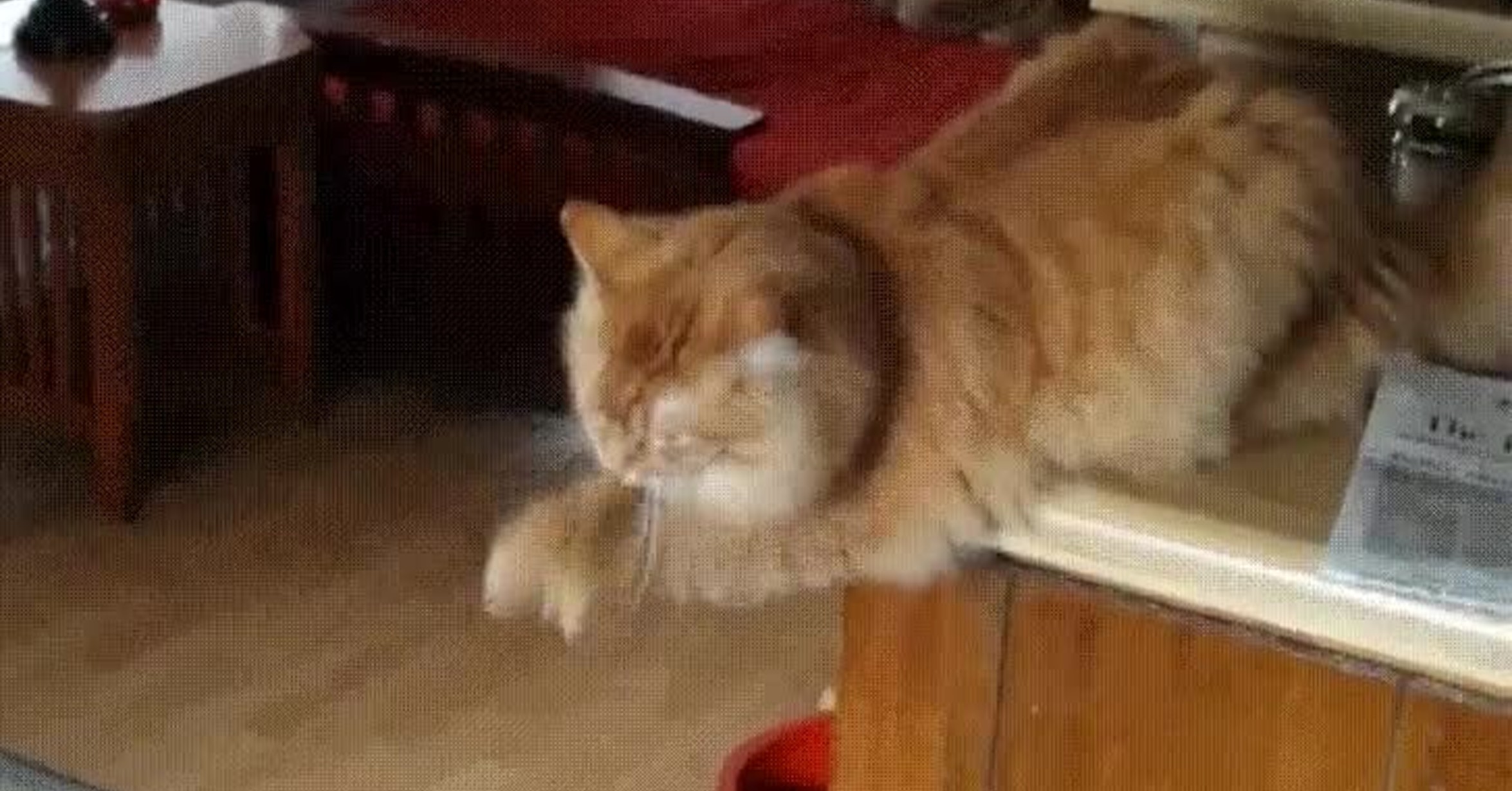 ¡Vaya GIF! / Gato haciendo el ritual de invocación de comida