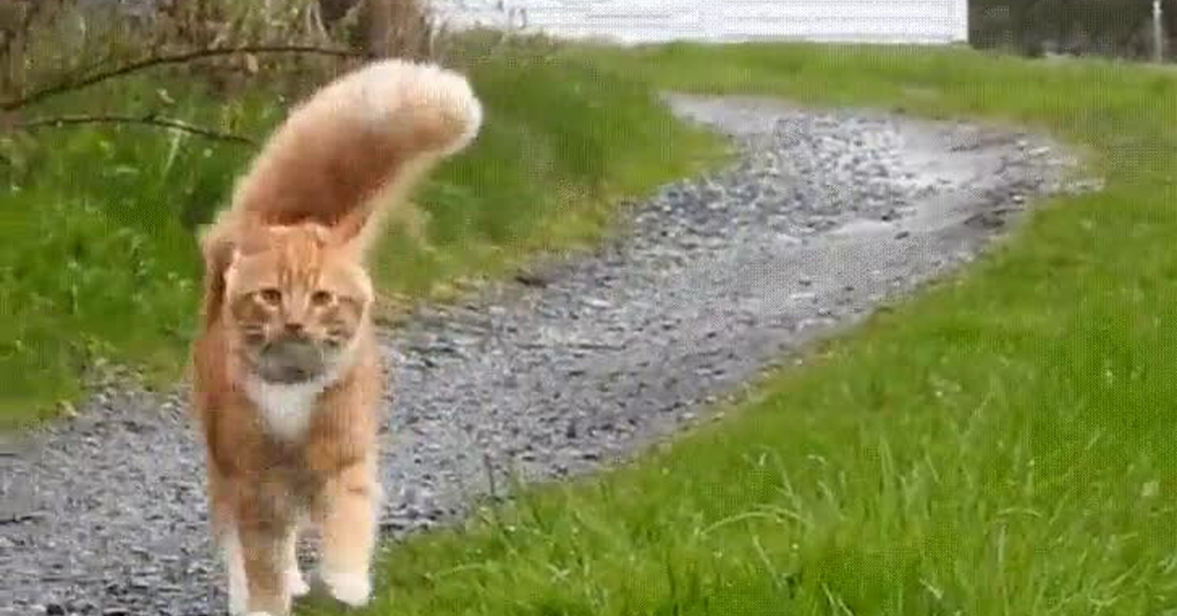 ¡Vaya GIF! / El gato con la cola más hermosa que has visto nunca