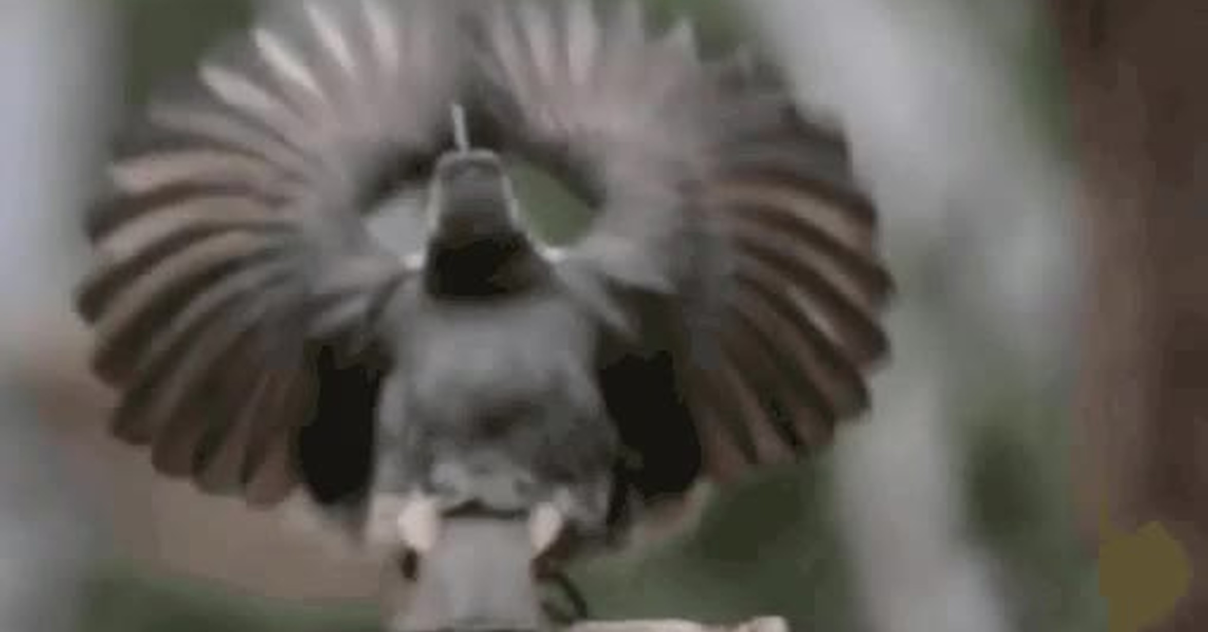 ¡Vaya GIF! / El baile para ligar de este pájaro nos deja a todos por ...