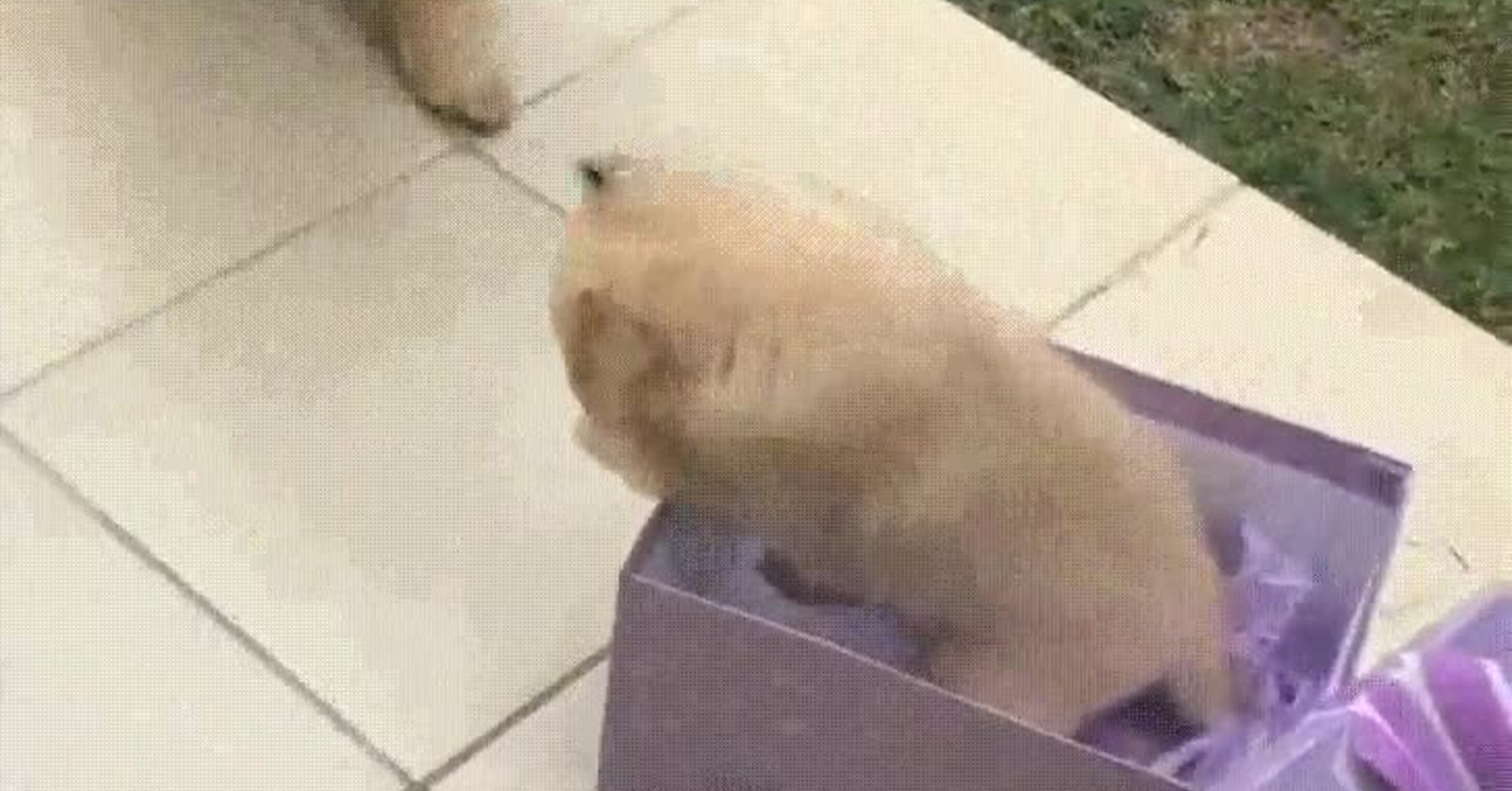 ¡Vaya GIF! / Este perro se lleva un sorpresita al abrir su regalo