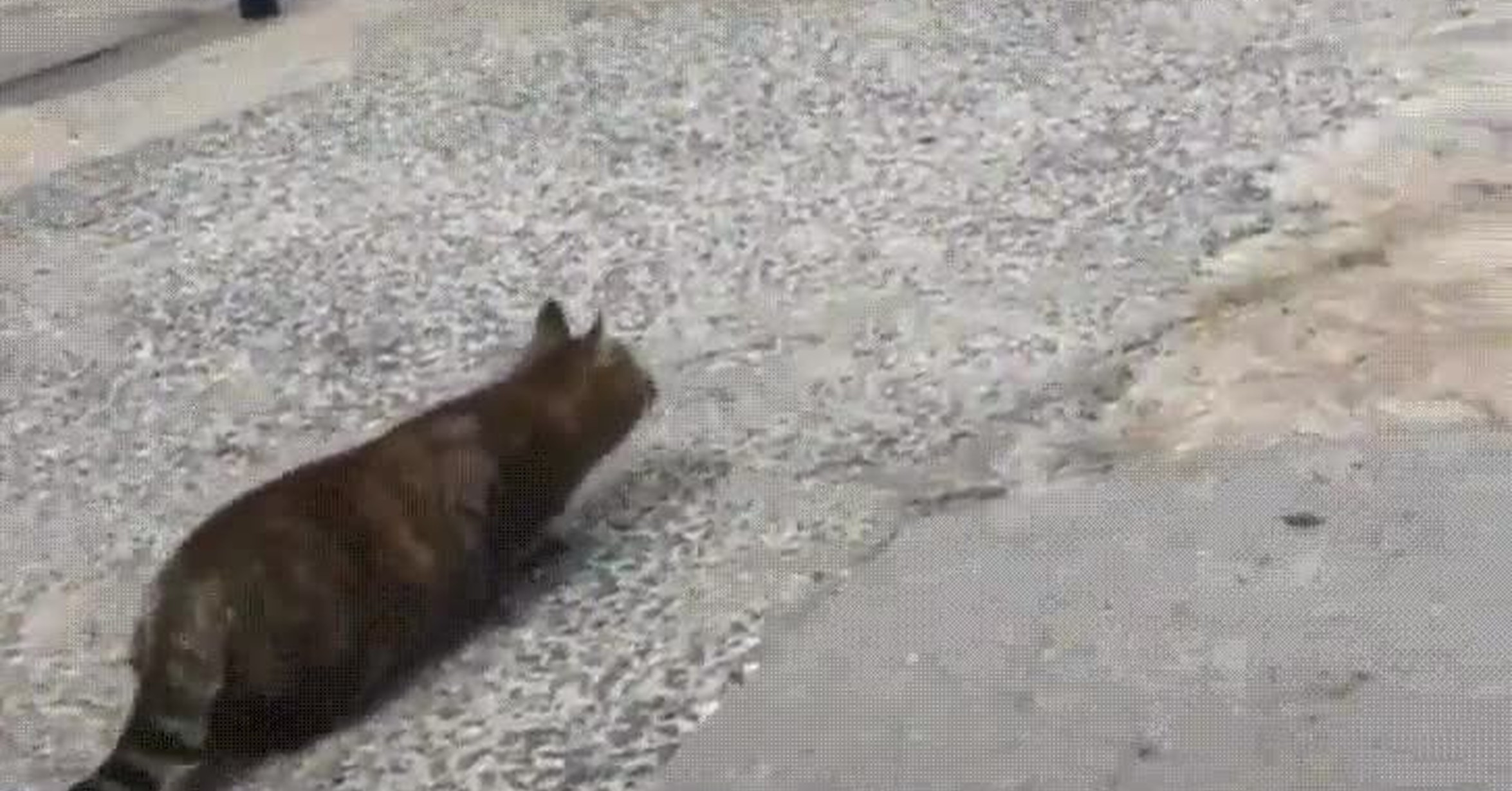 ¡Vaya GIF! / En esta vida es importante saber aceptar las derrotas y ...