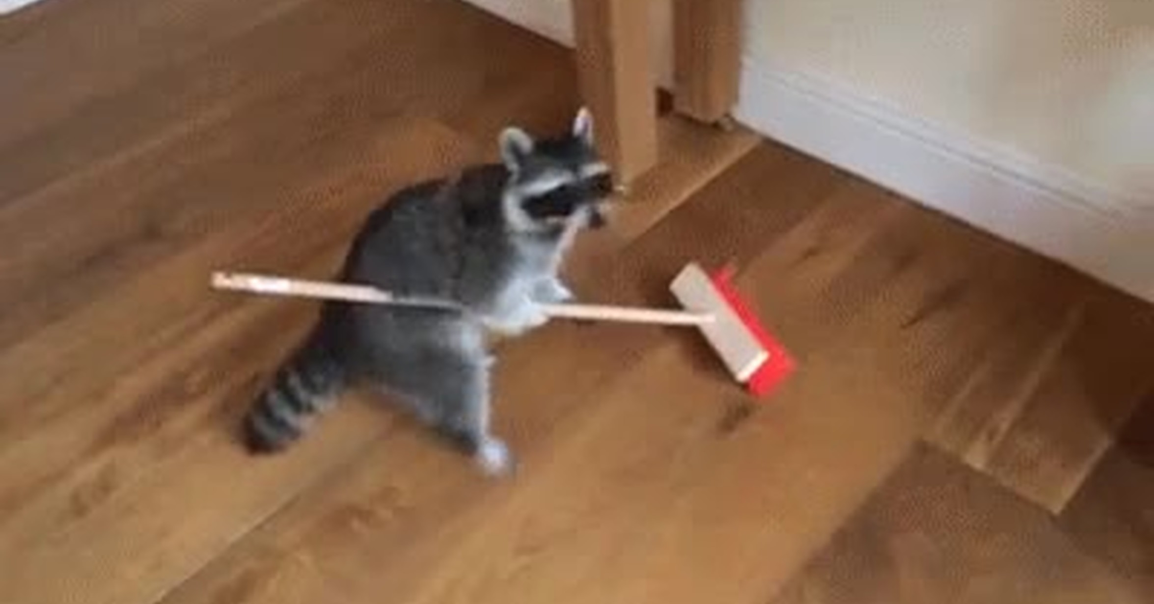 ¡Vaya GIF! / Un mapache que pide recompensa después de hacer las faenas ...