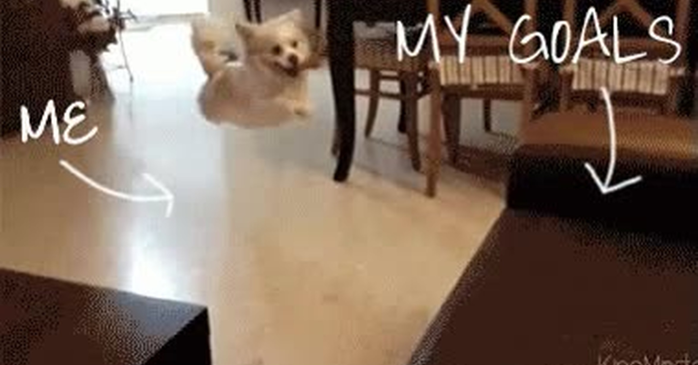 ¡Vaya GIF! / Yo intentando cumplir con todo lo que me propongo