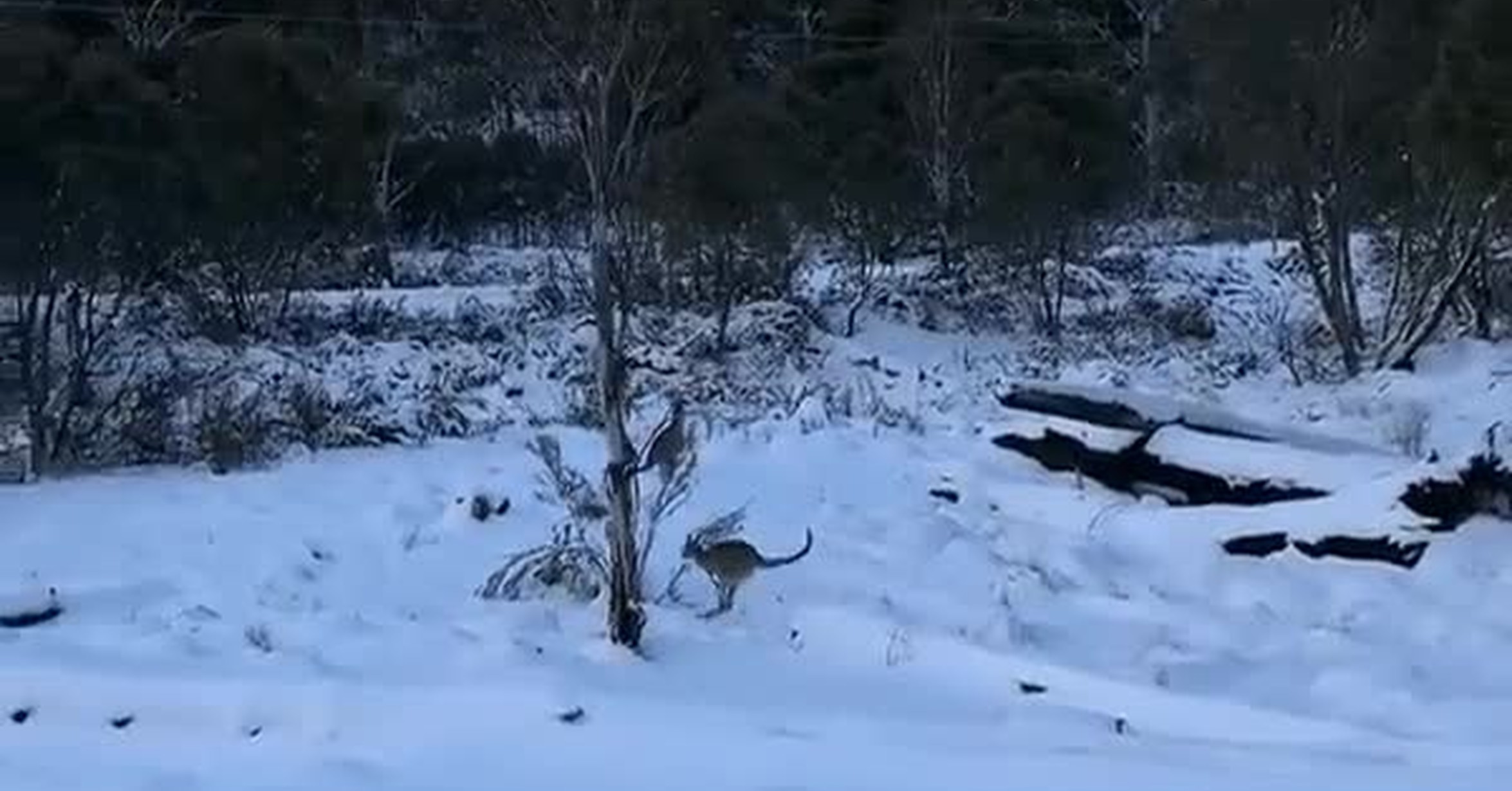 ¡Vaya GIF! / Me explota la cabeza cada vez que veo un canguro en la nieve