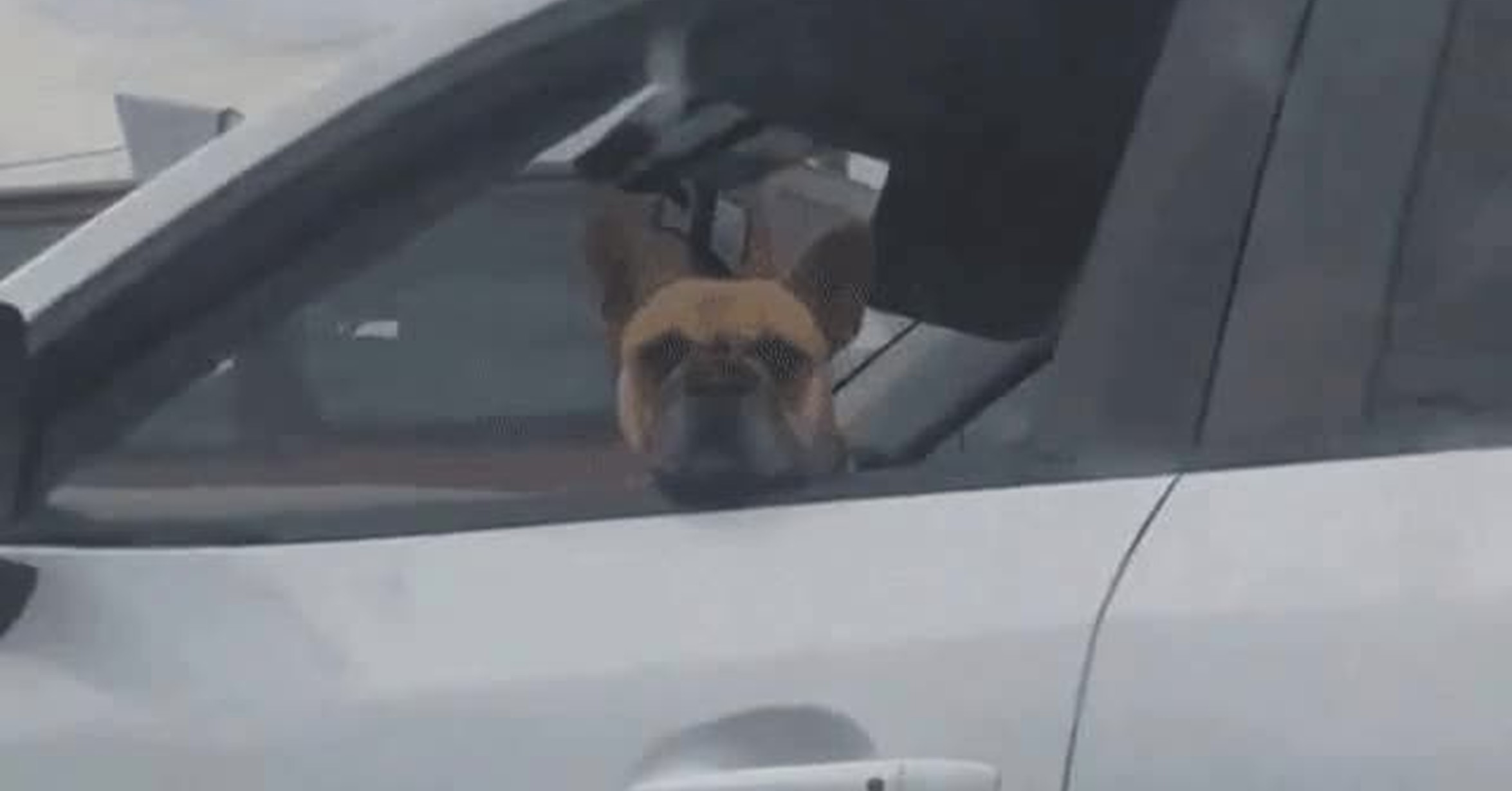 ¡Vaya GIF! / Este perro acaba de alegrarme el día