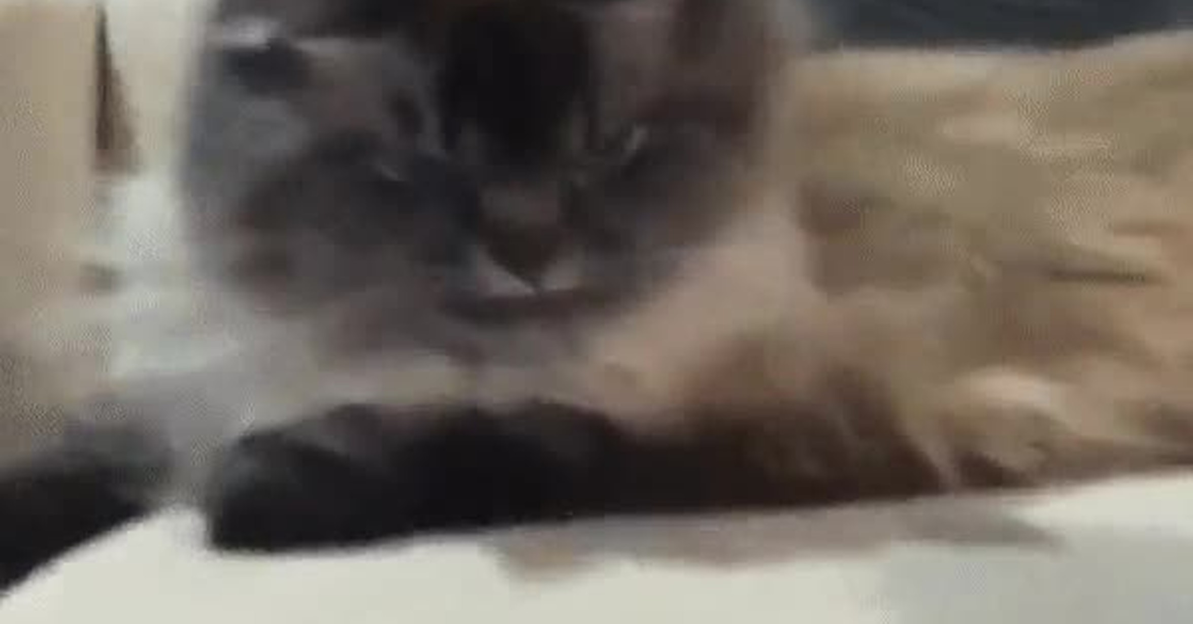 ¡Vaya GIF! / Digamos que el gato está un poco rabioso de que el perro ...