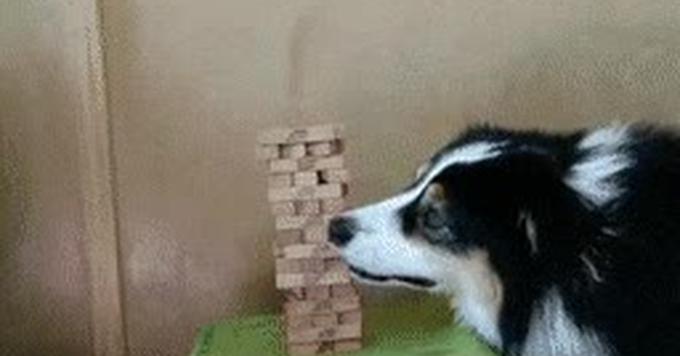 ¡Vaya GIF! / Nunca pensé que vería a un perro jugando a Jenga