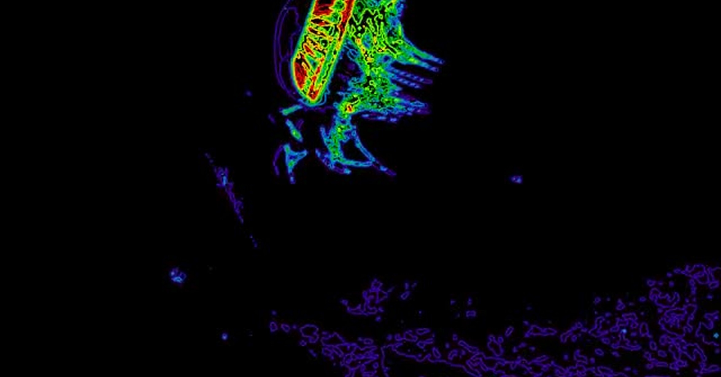 ¡Vaya GIF! / Una medusa vista con visión de Predator