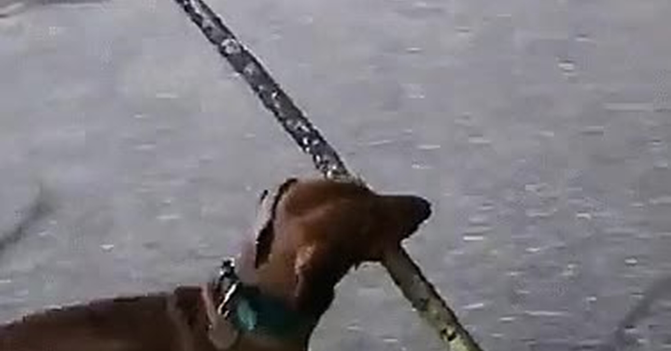 ¡Vaya GIF! / Un perro con un palo puede ser lo más feliz del mundo