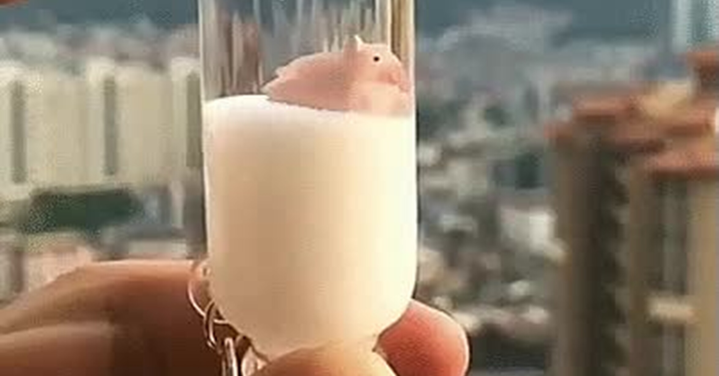 ¡Vaya GIF! / El cerdito más adorable del mundo se esconde en una botella